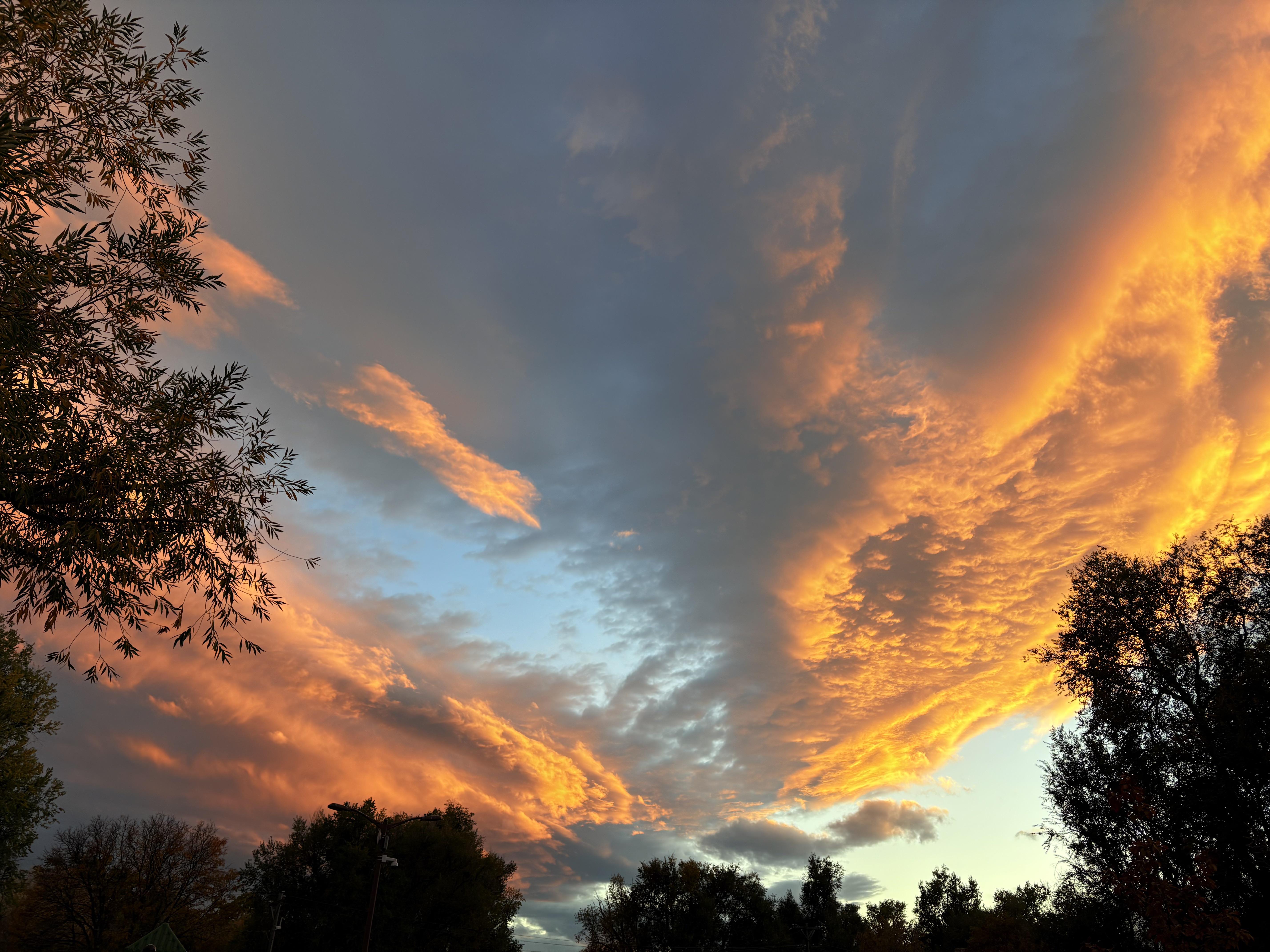 Ember enjoying the final glimmers of autumn! | Scrolller