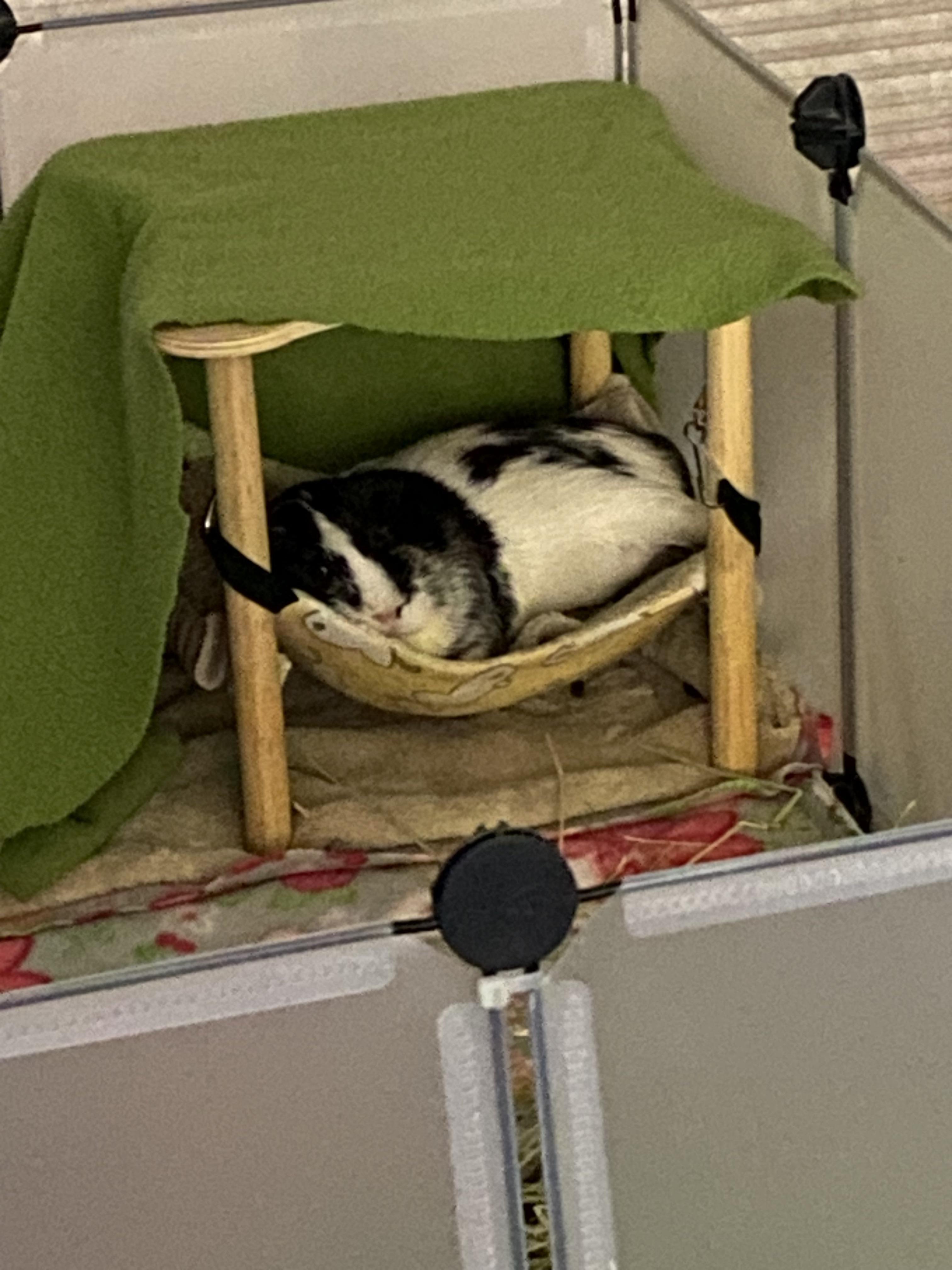 A Guinea & her hammock | Scrolller