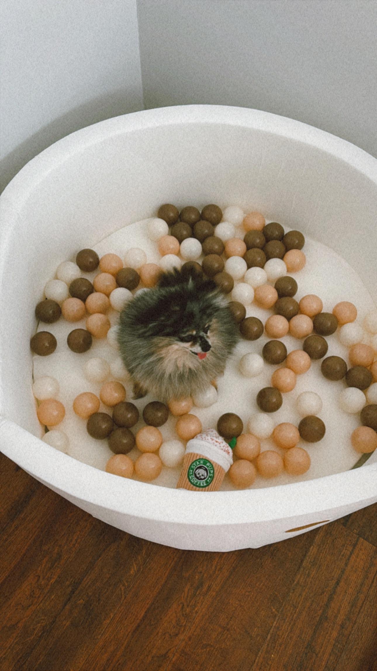 Shilohs New Ball Pit. | Scrolller