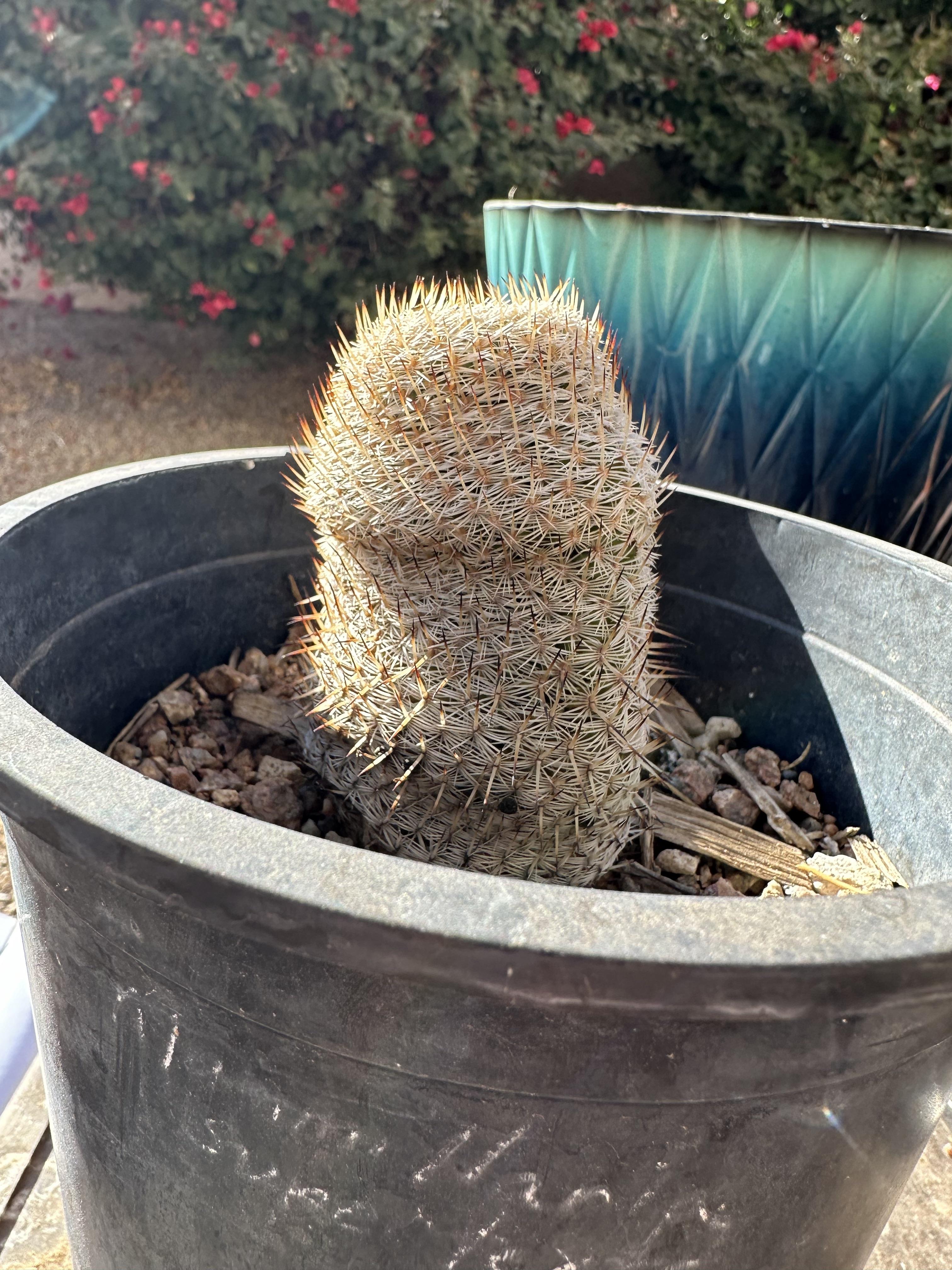 My cactus didn’t look like this when I bought it 3 years ago, but here we are😅 | Scrolller