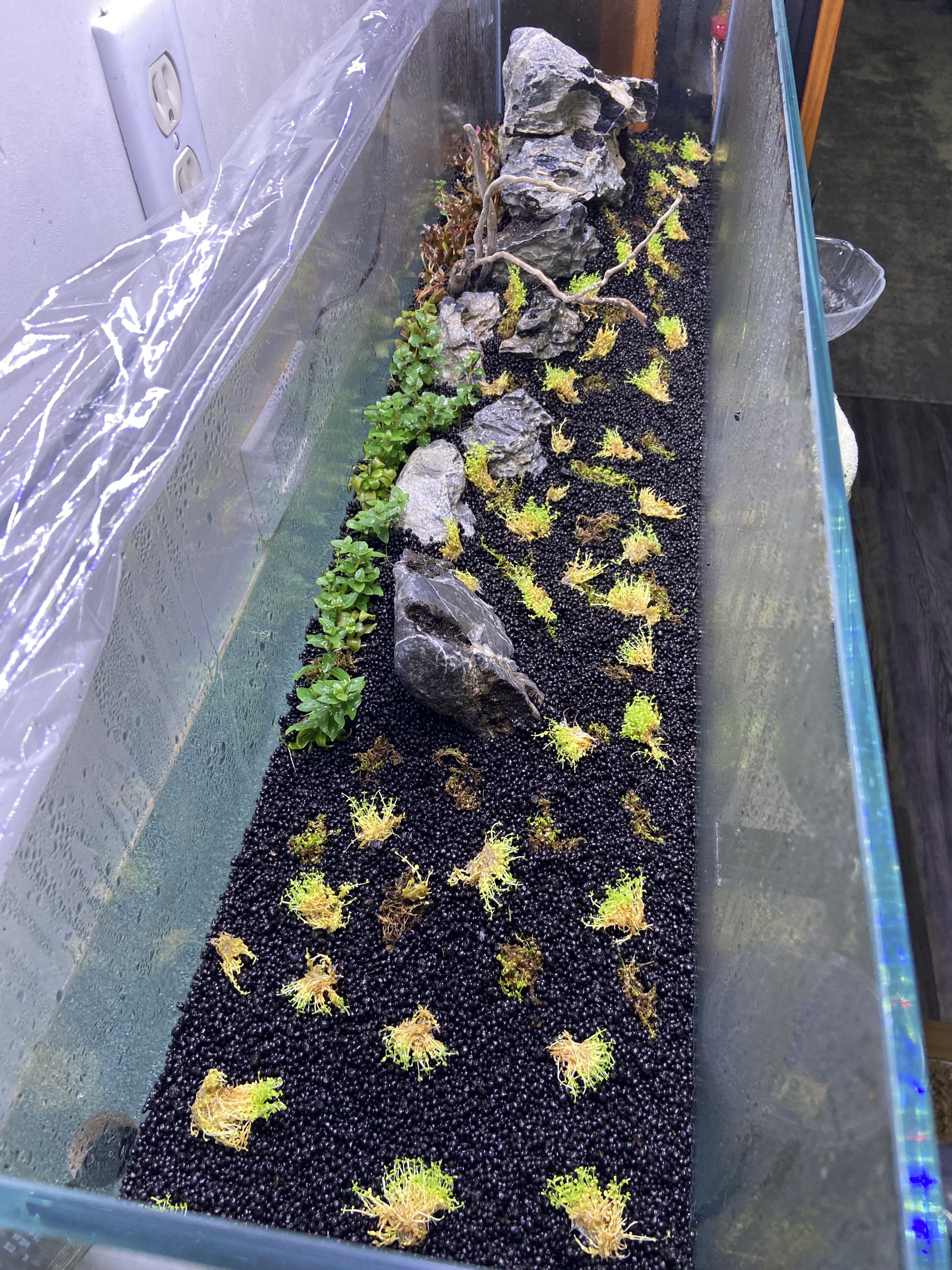 New High Tech Shallow, DSM | Scrolller