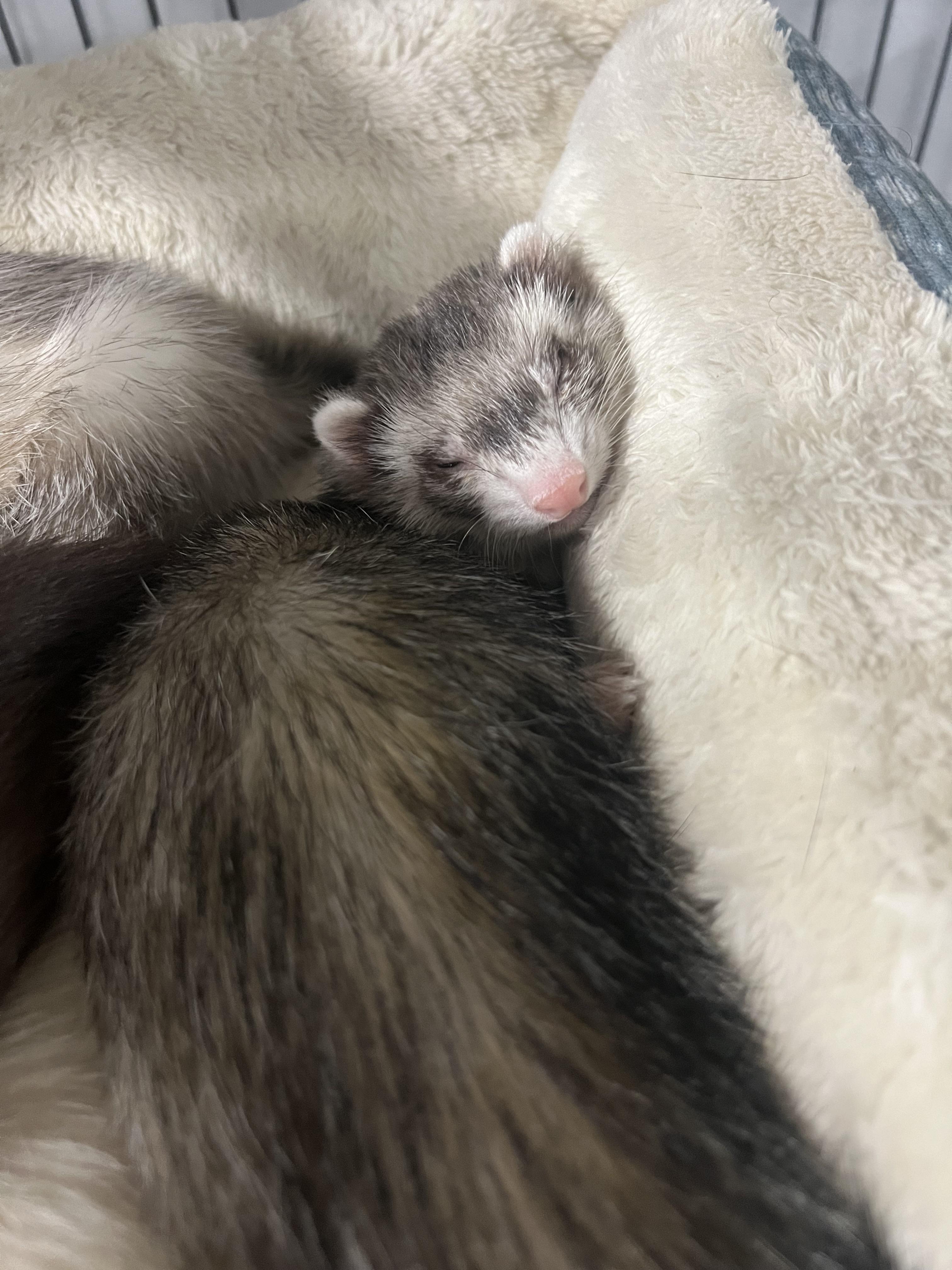 Swipe right for the entire ferret pile | Scrolller