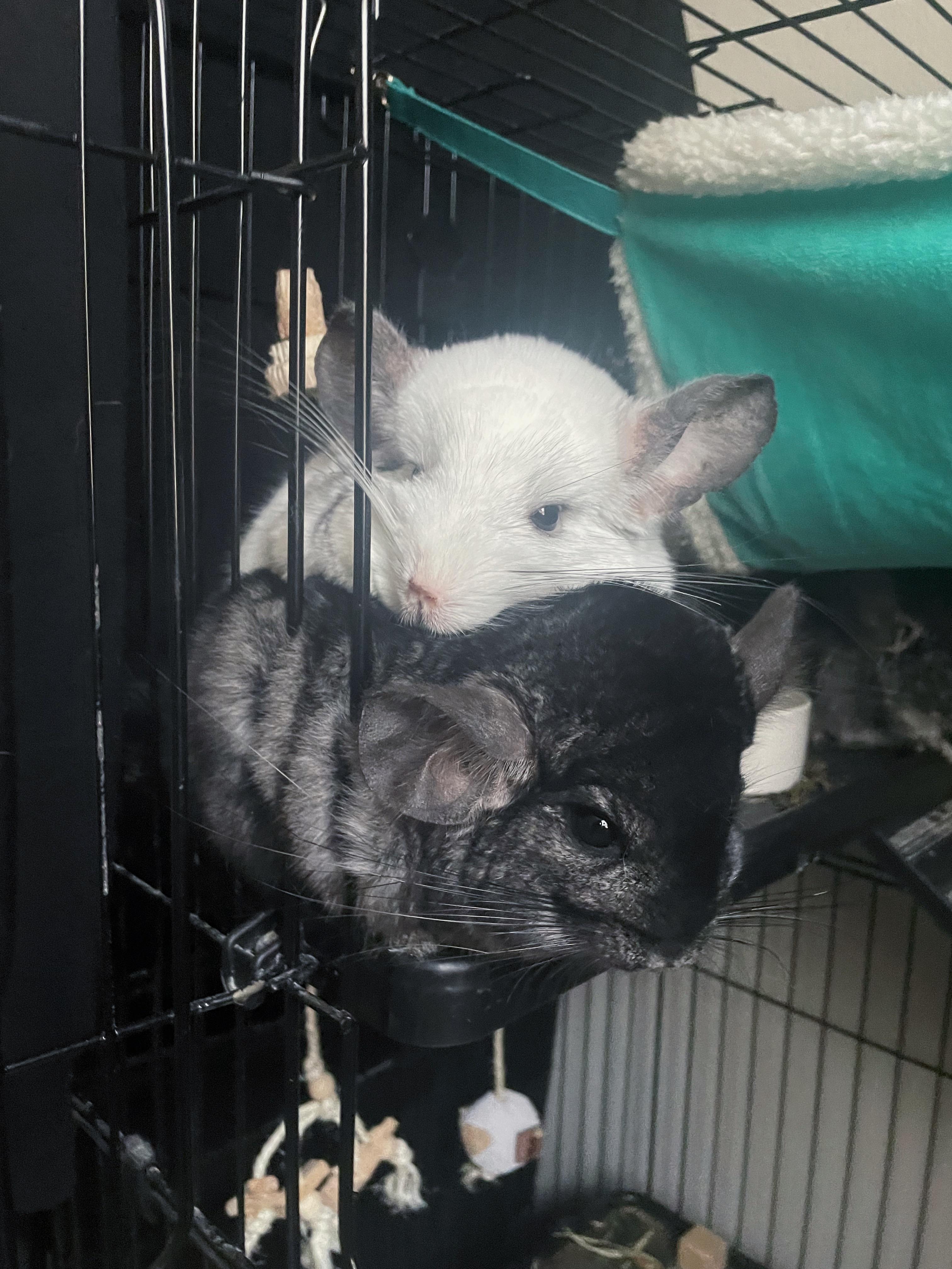 Discover more like Chinchilla: Ying and Yang look different here and Related Content | Scrolller