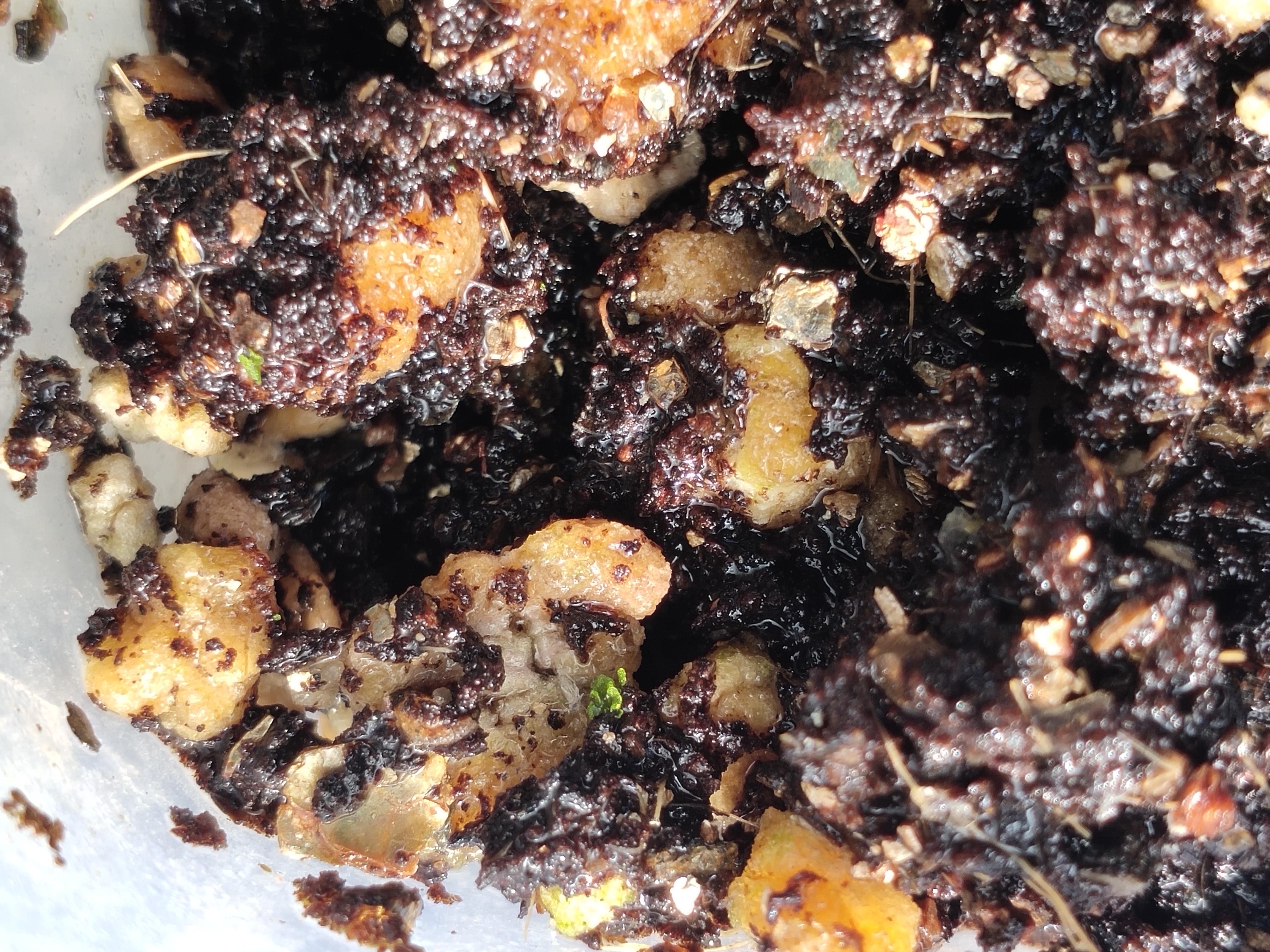 Discover more like Homestead: Fern Propagation from Spores and Related Content | Scrolller