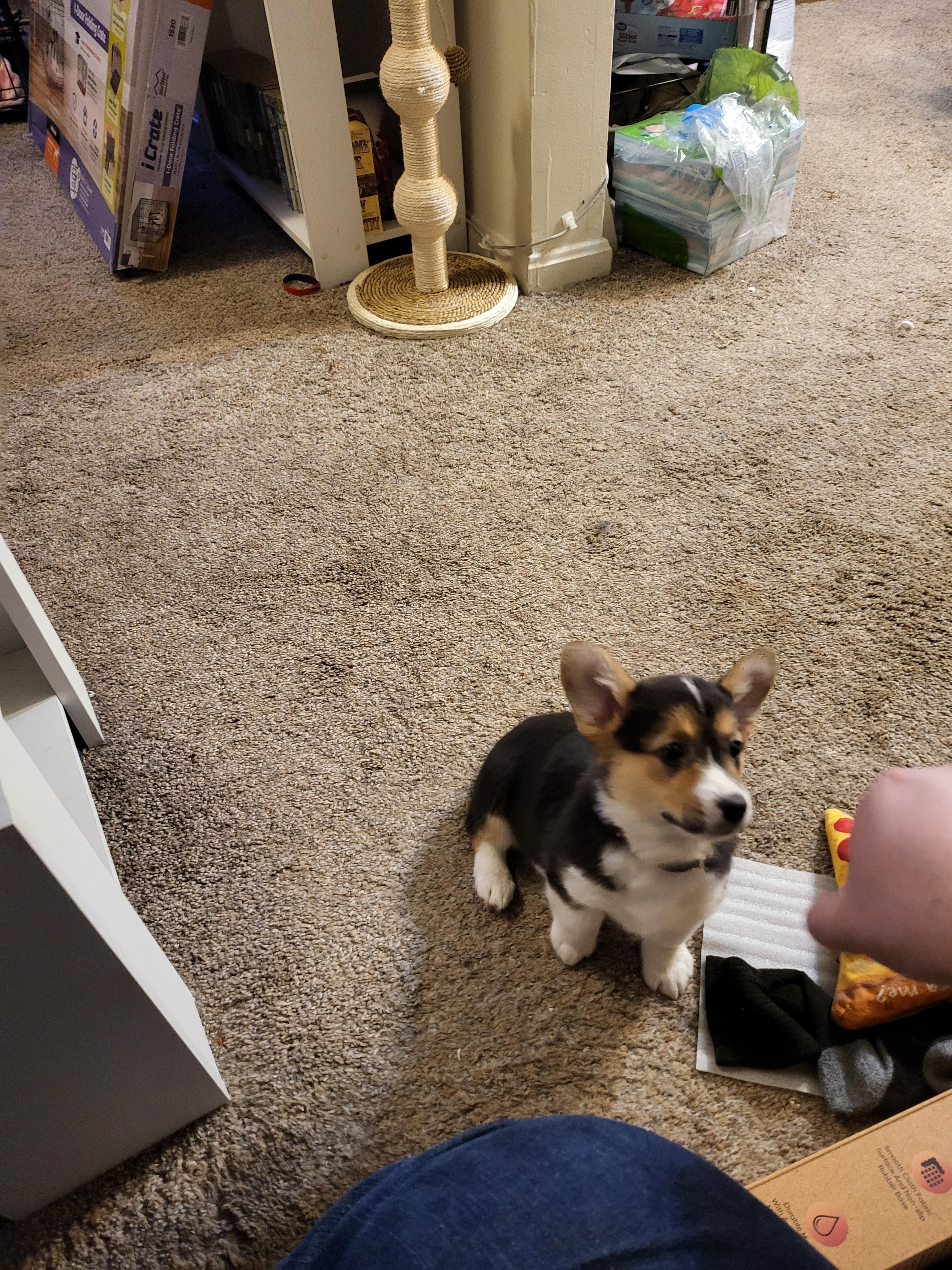 Our new corgi, Sookie | Scrolller