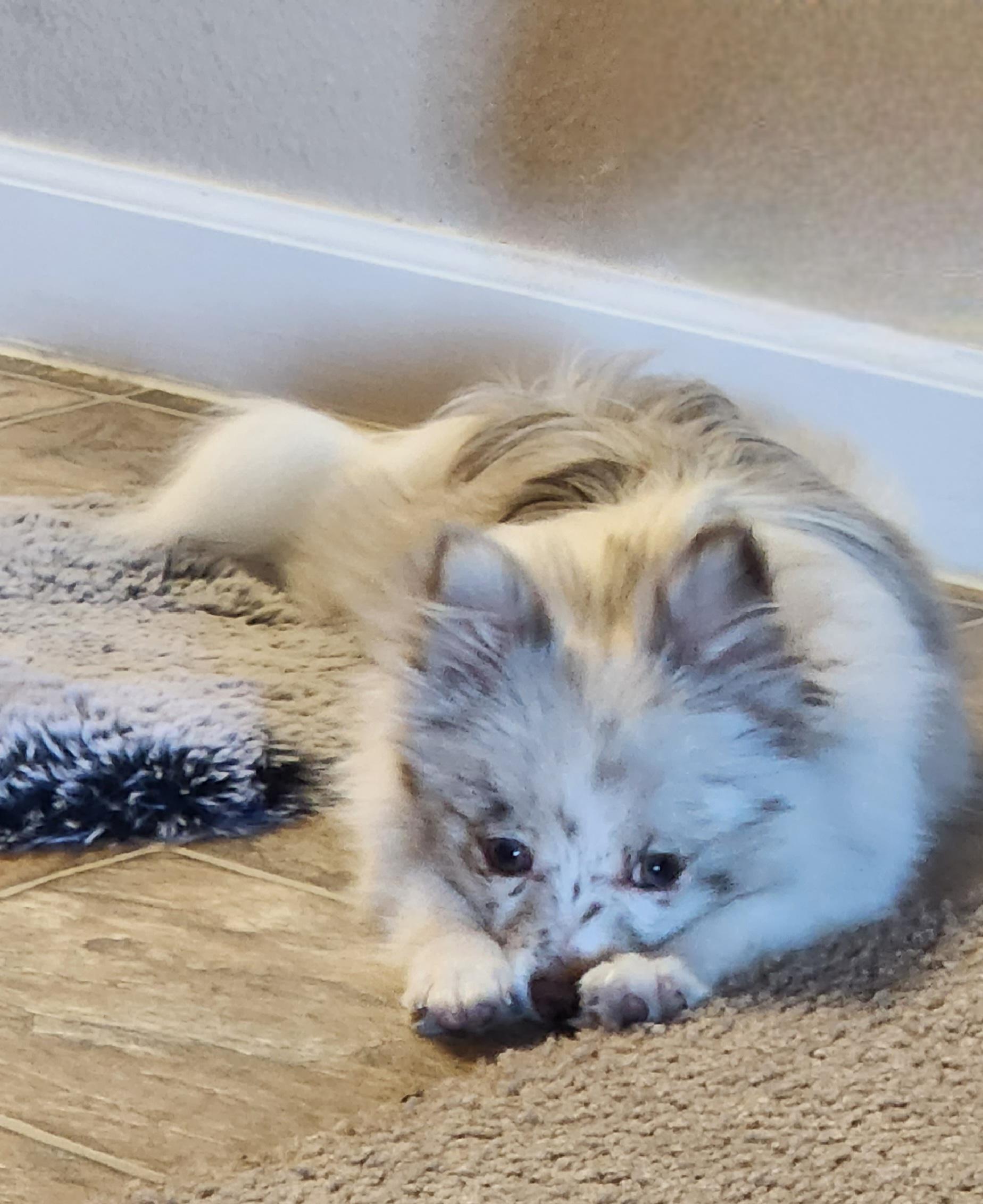 Linus, our Lavender Merle. Love his colors! | Scrolller