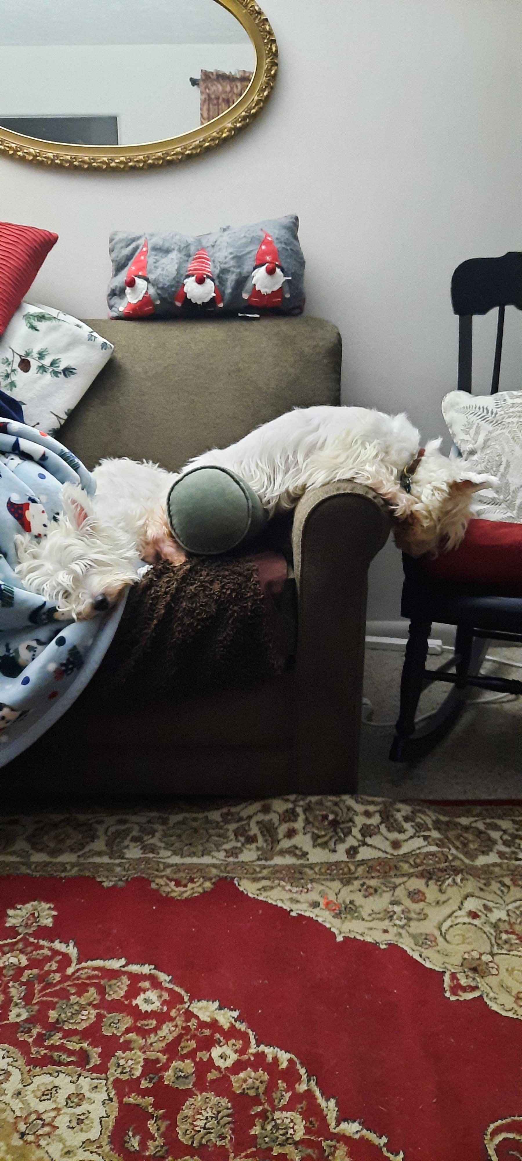 Toby is Dog tired. | Scrolller