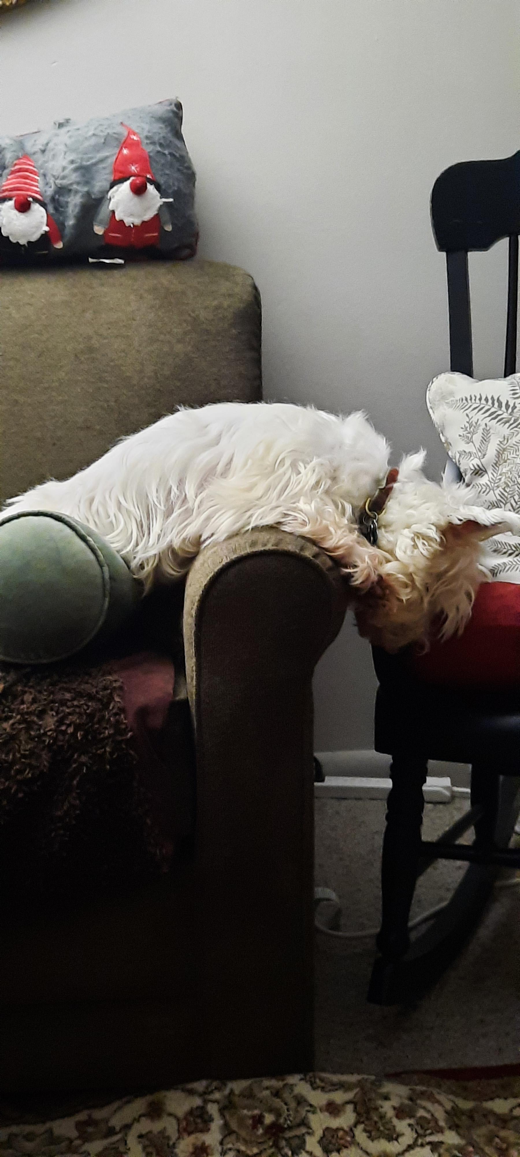 Toby is Dog tired. | Scrolller