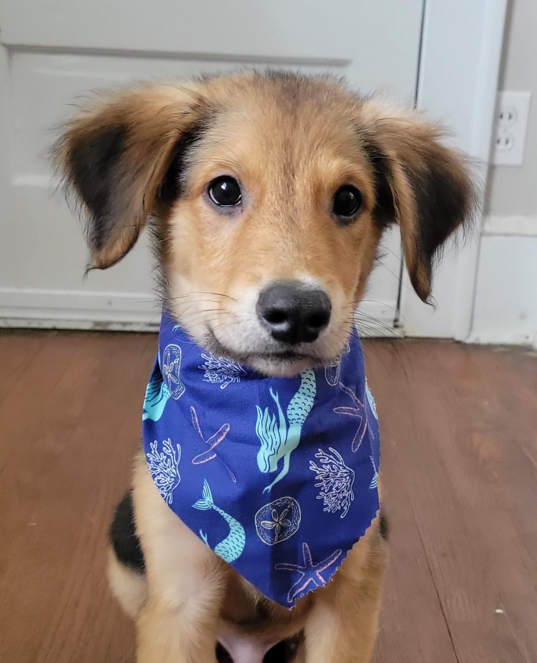 Hades the rescue pup and goofball | Scrolller