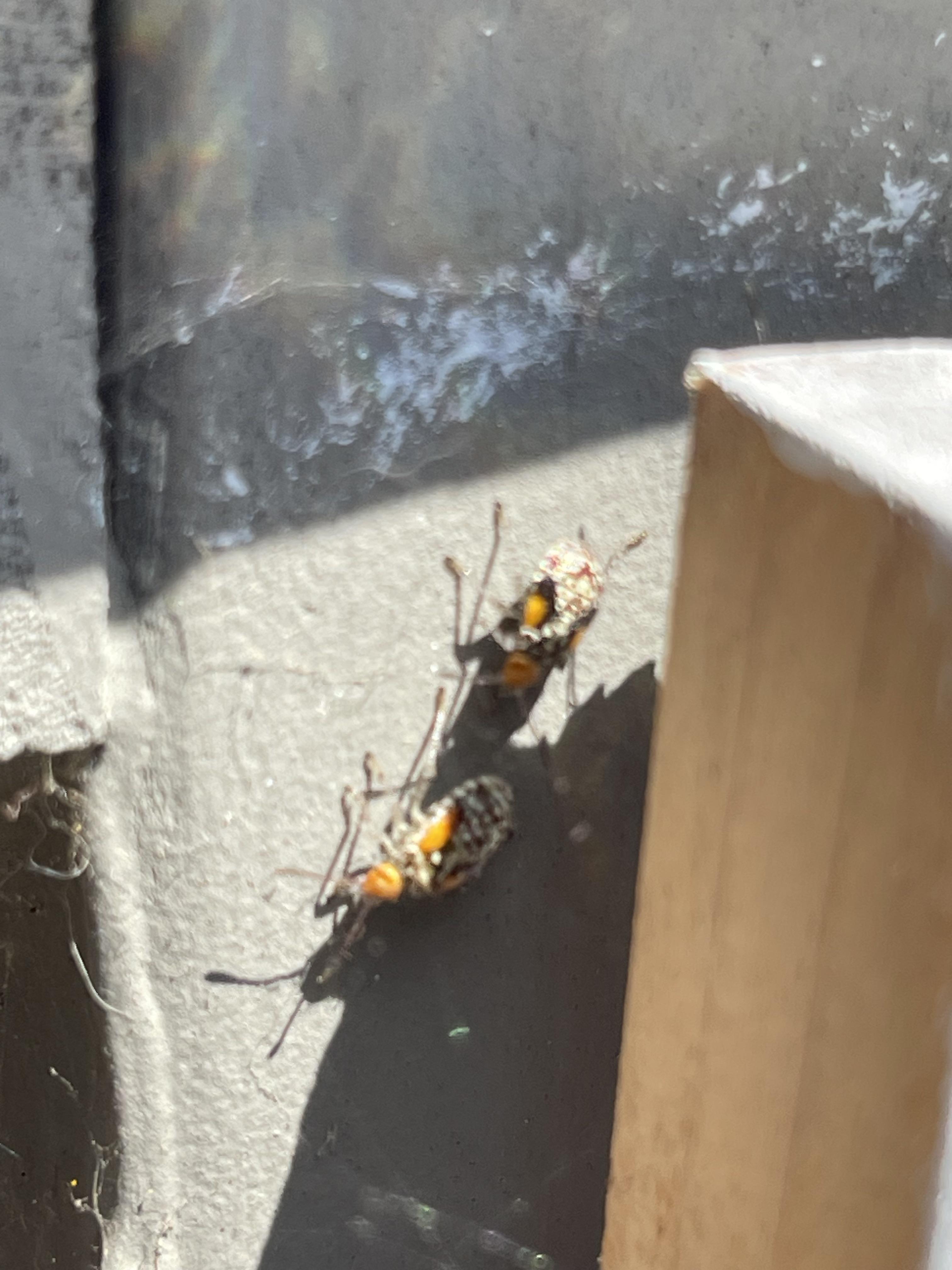 Insect identification | Scrolller