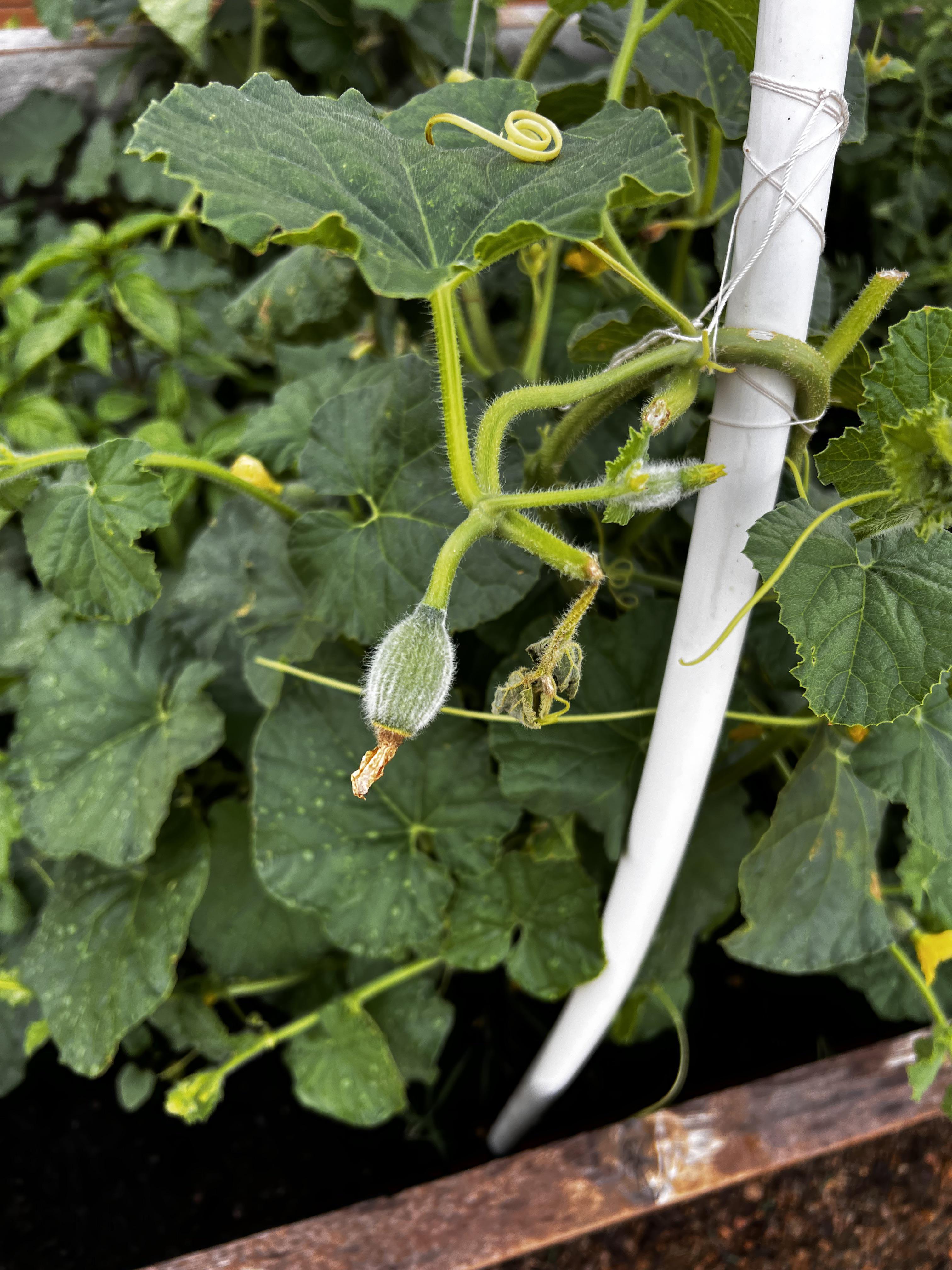 Some melon/gourd, anyone recognize it? | Scrolller