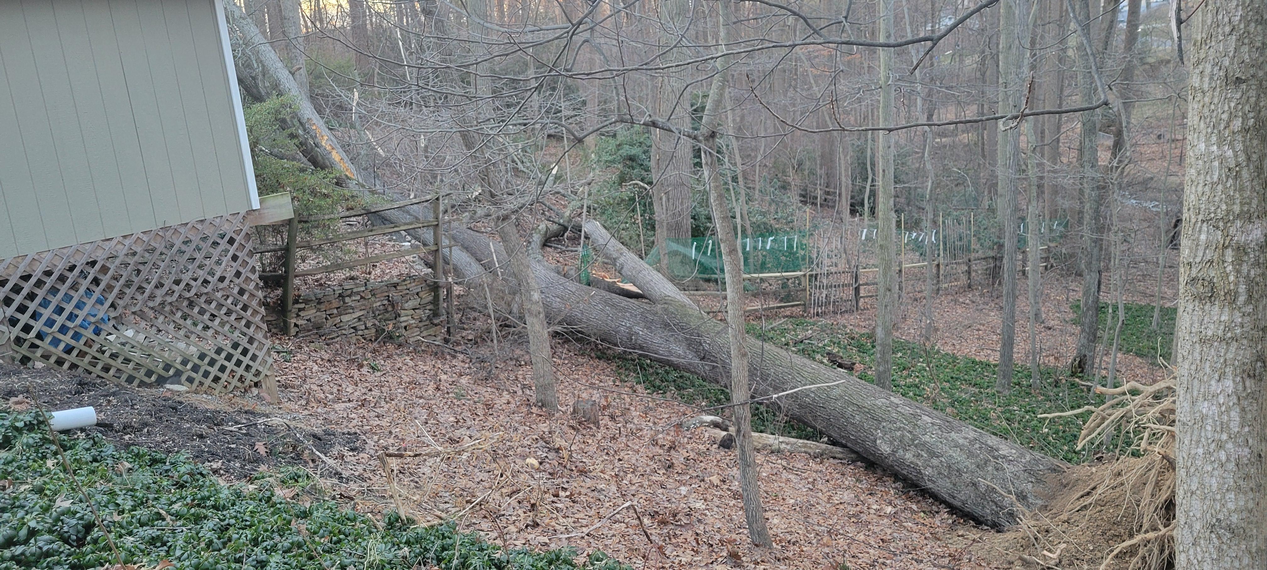 Tree identification help | Scrolller