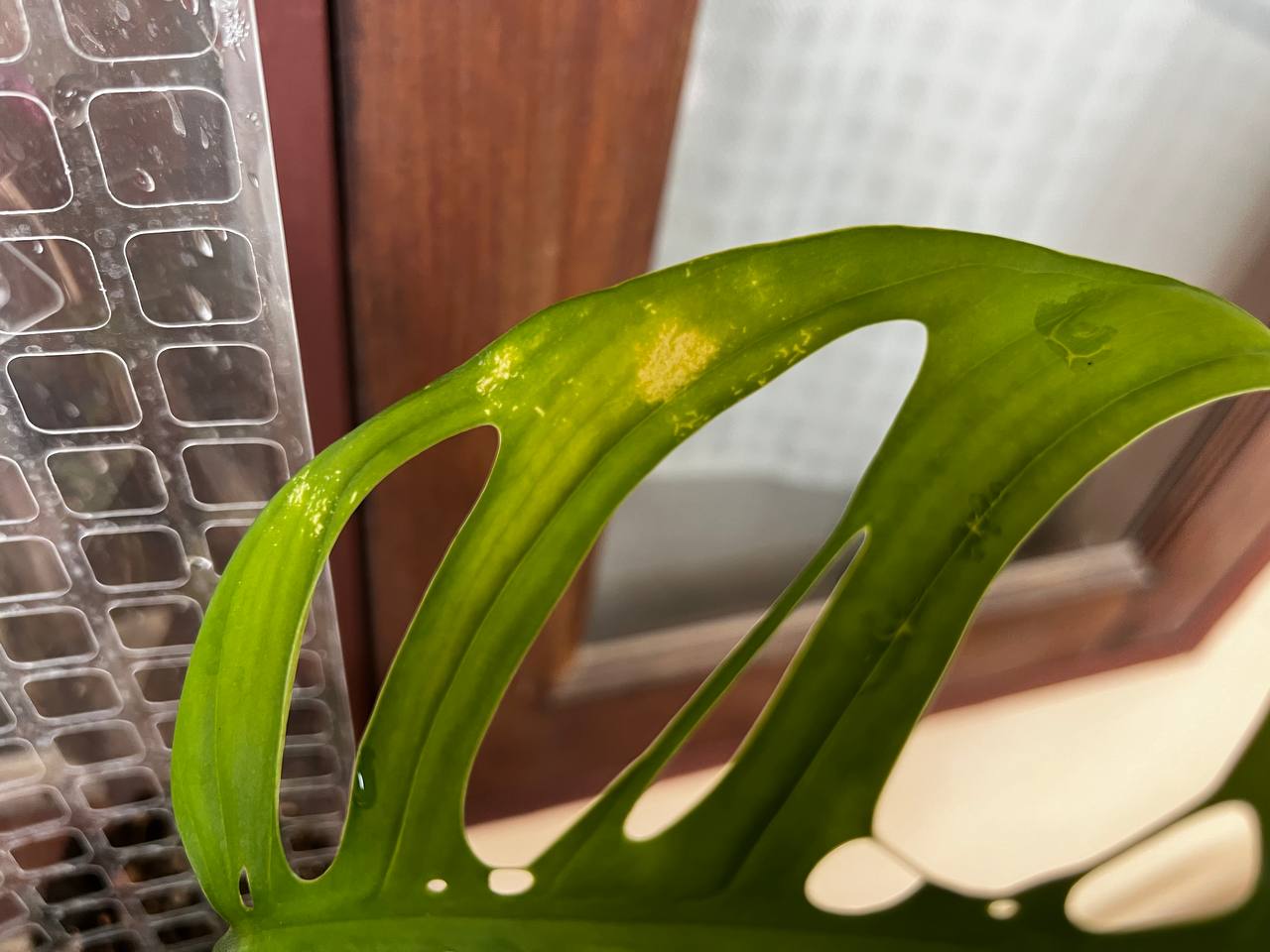 Please tell me this is not spider mite | Scrolller