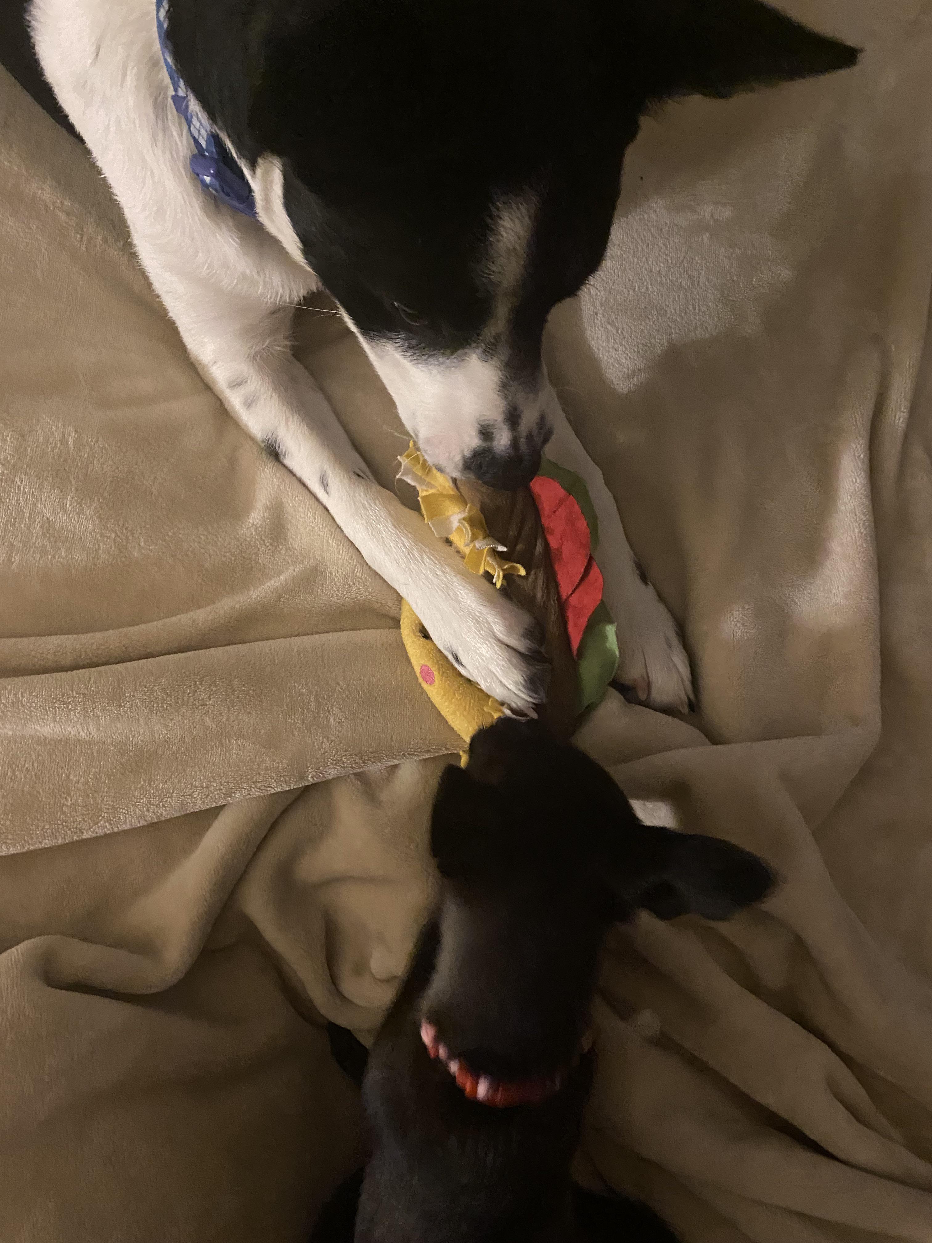 Tiki (Chihuahua) and Luke (Border Collie) | Scrolller