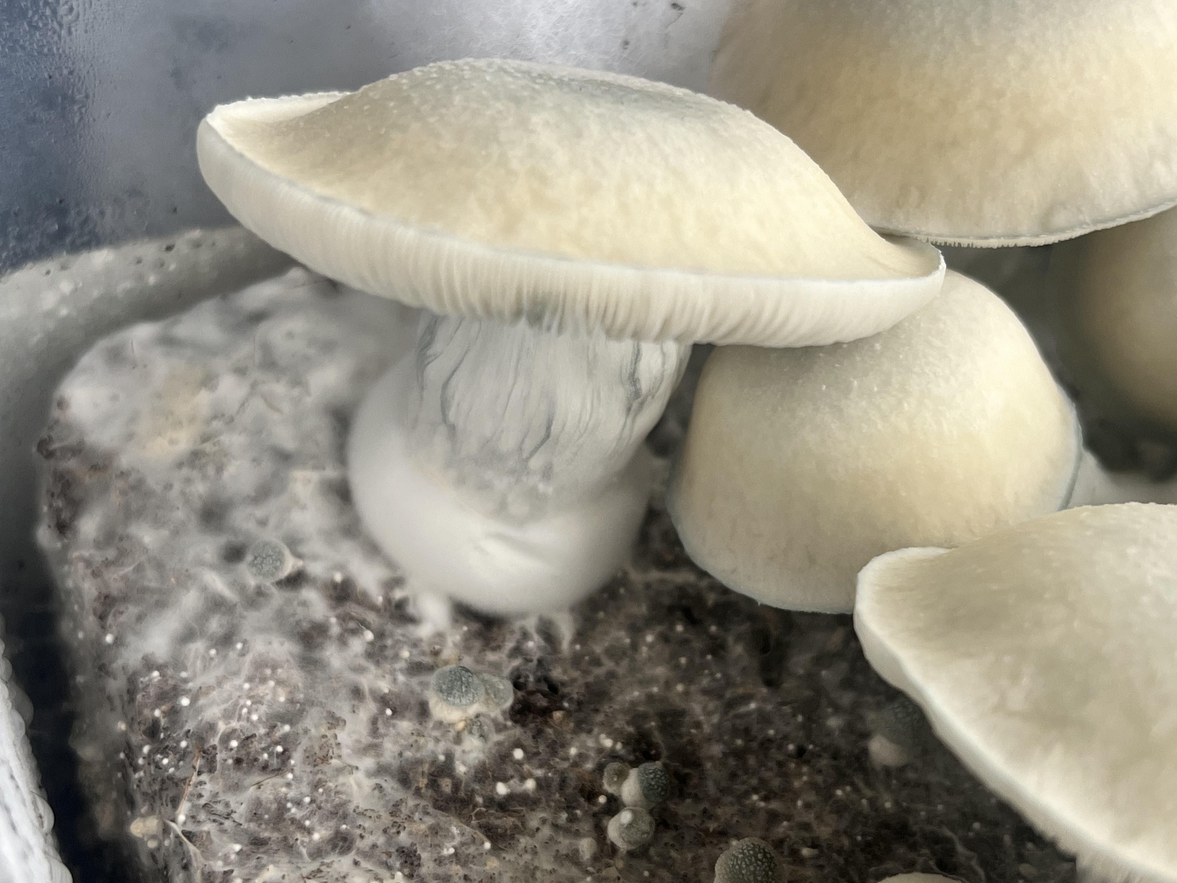 [contamination] is this white fuzz at the base contamination?. | Scrolller