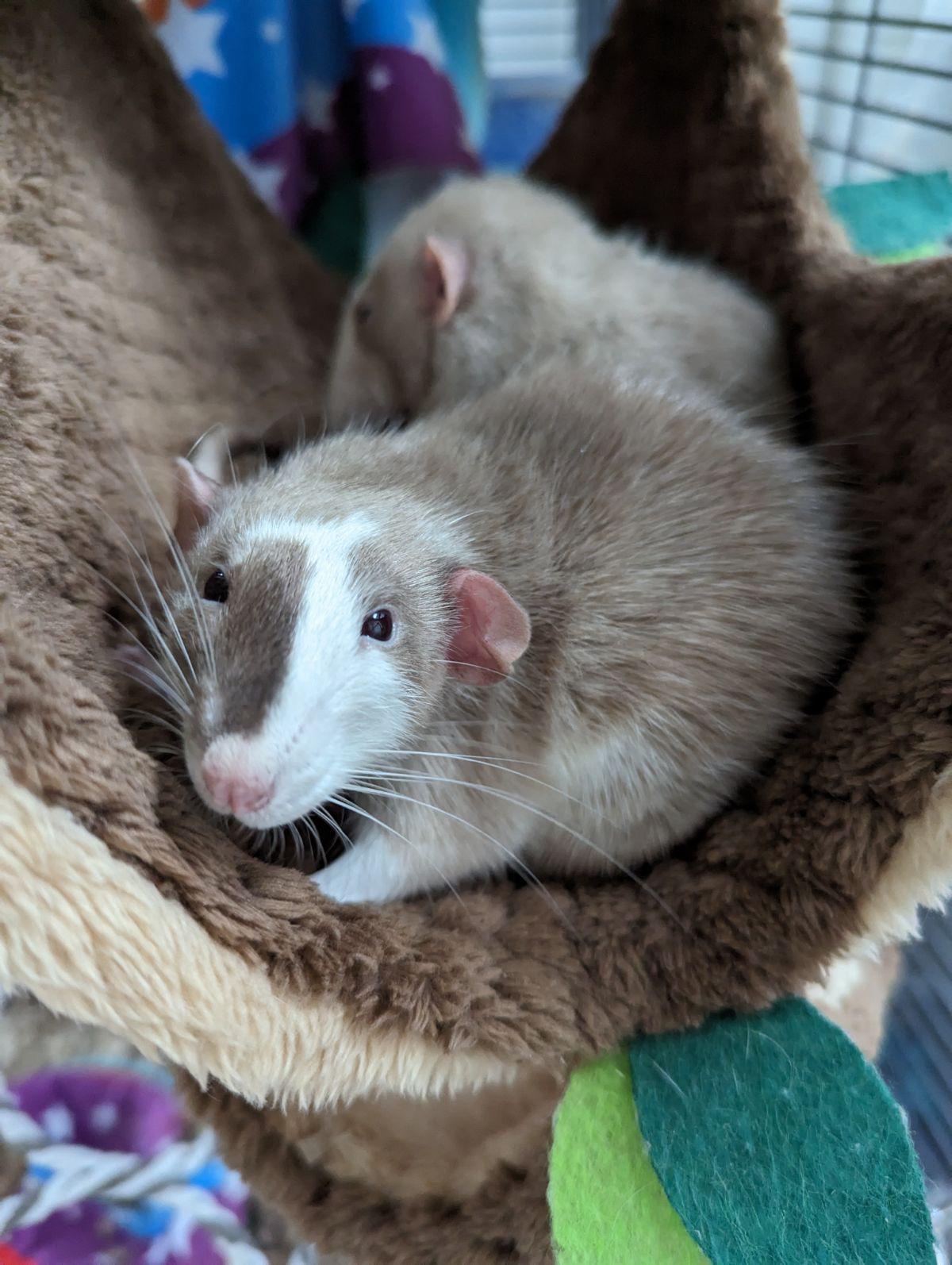 Rat dump :) | Scrolller