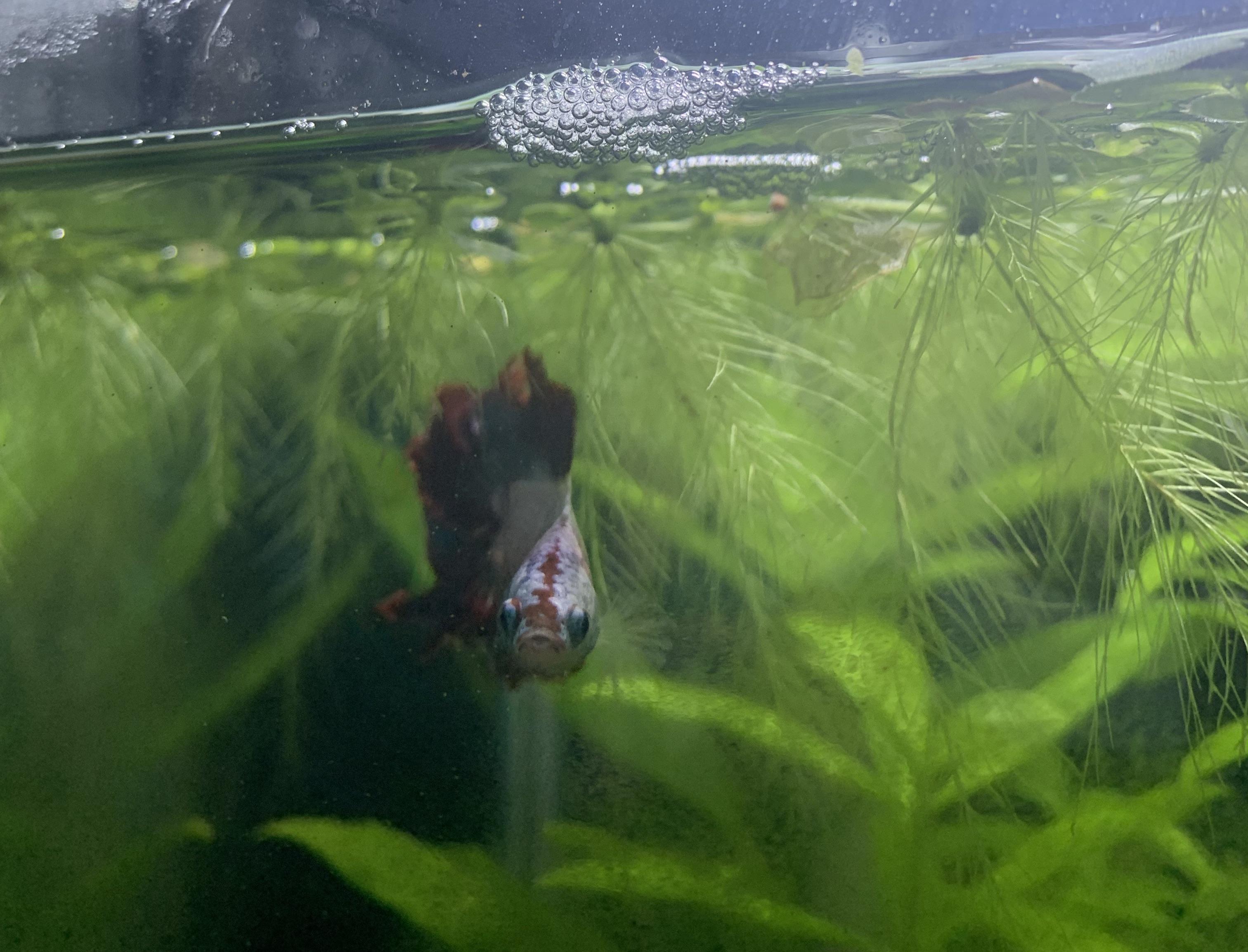My betta’s first BUBBLE NEST! | Scrolller