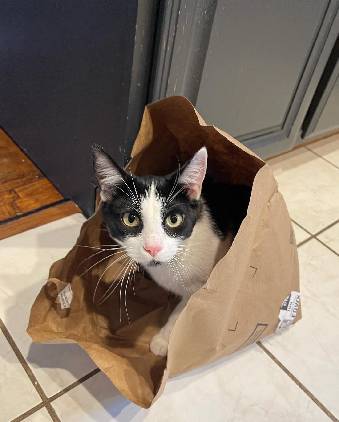 Grocery bag obsession | Scrolller