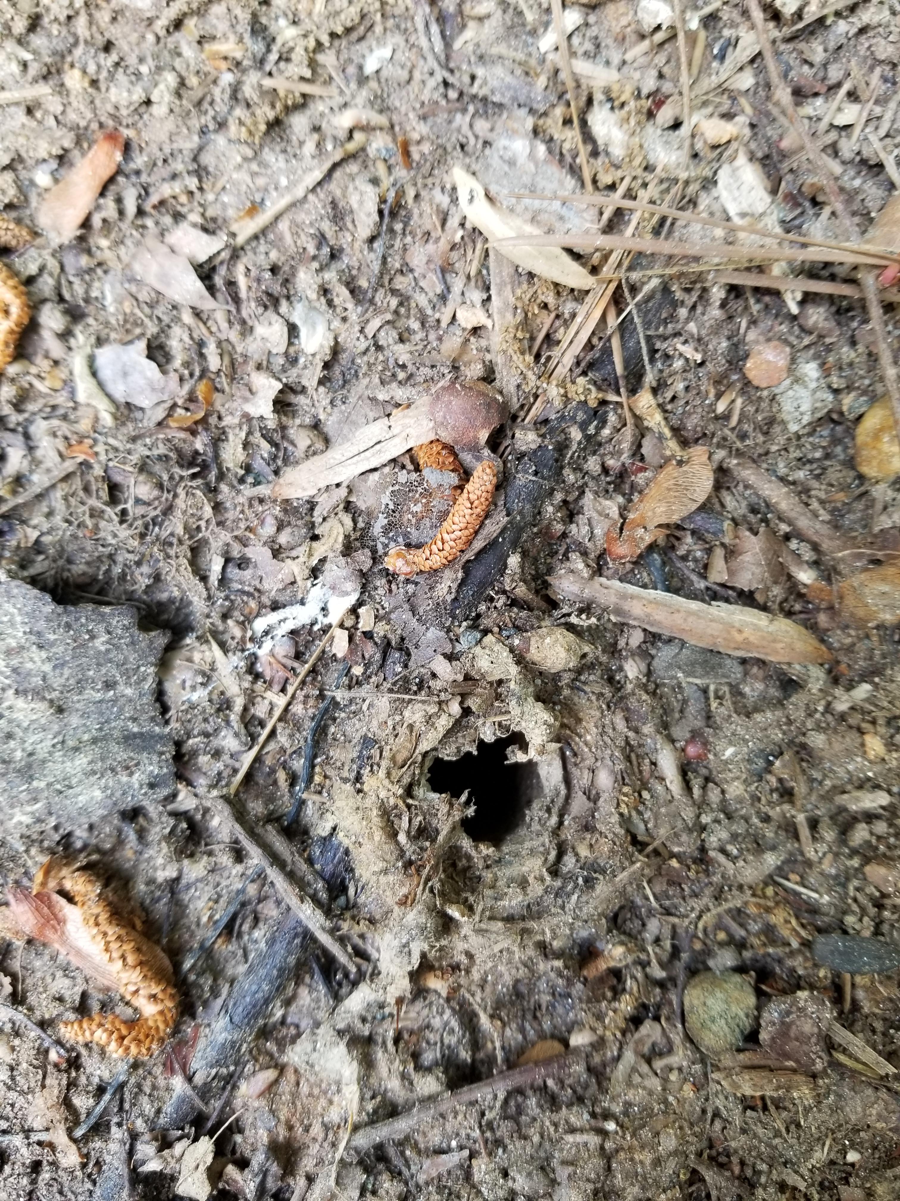 Discover more like Spiders: Is this a Trapdoor spider home? and Related ...