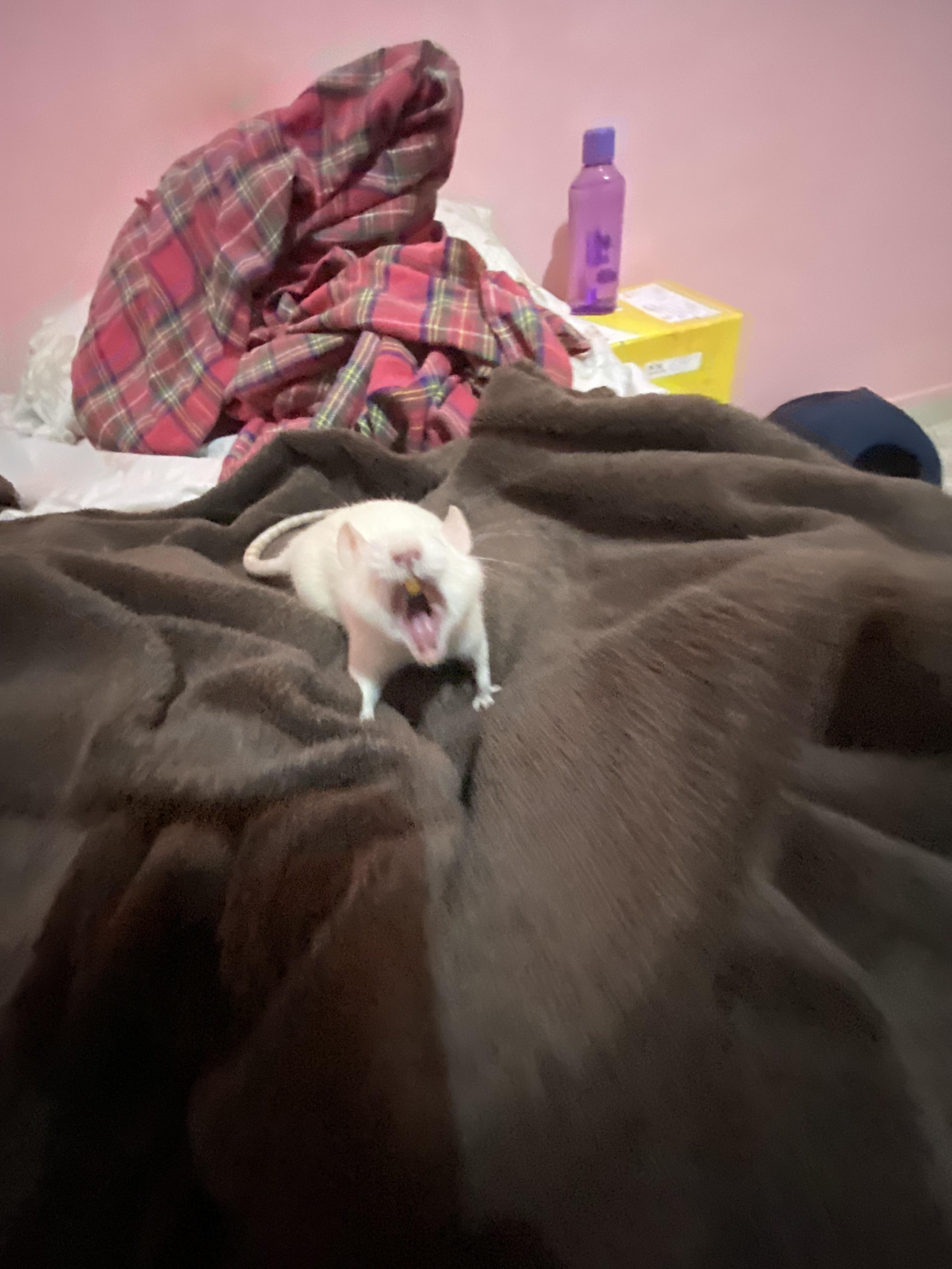 A yawning collection | Scrolller