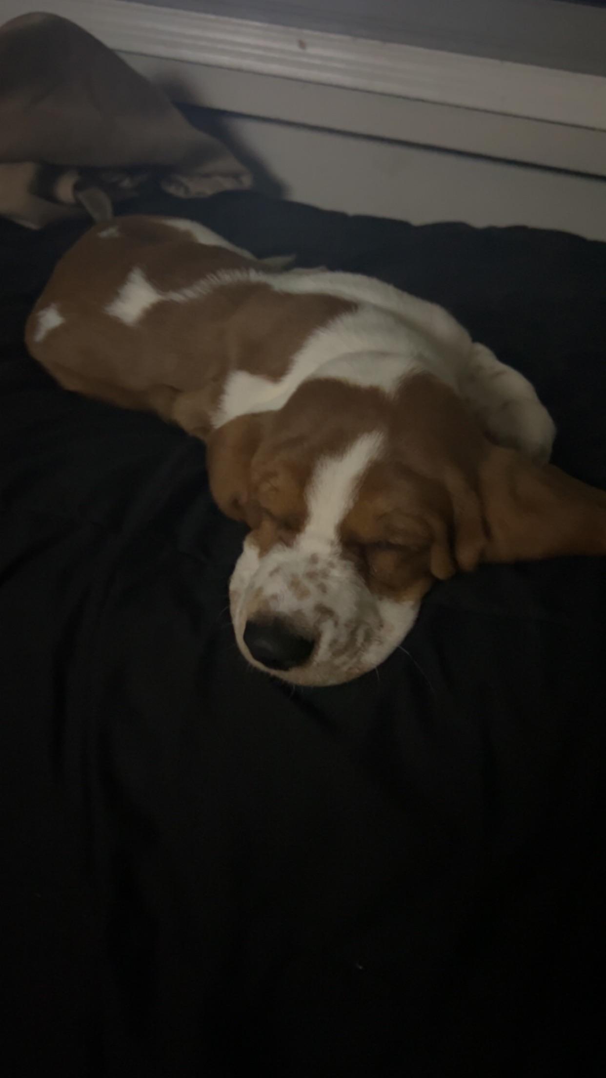 New puppy | Scrolller