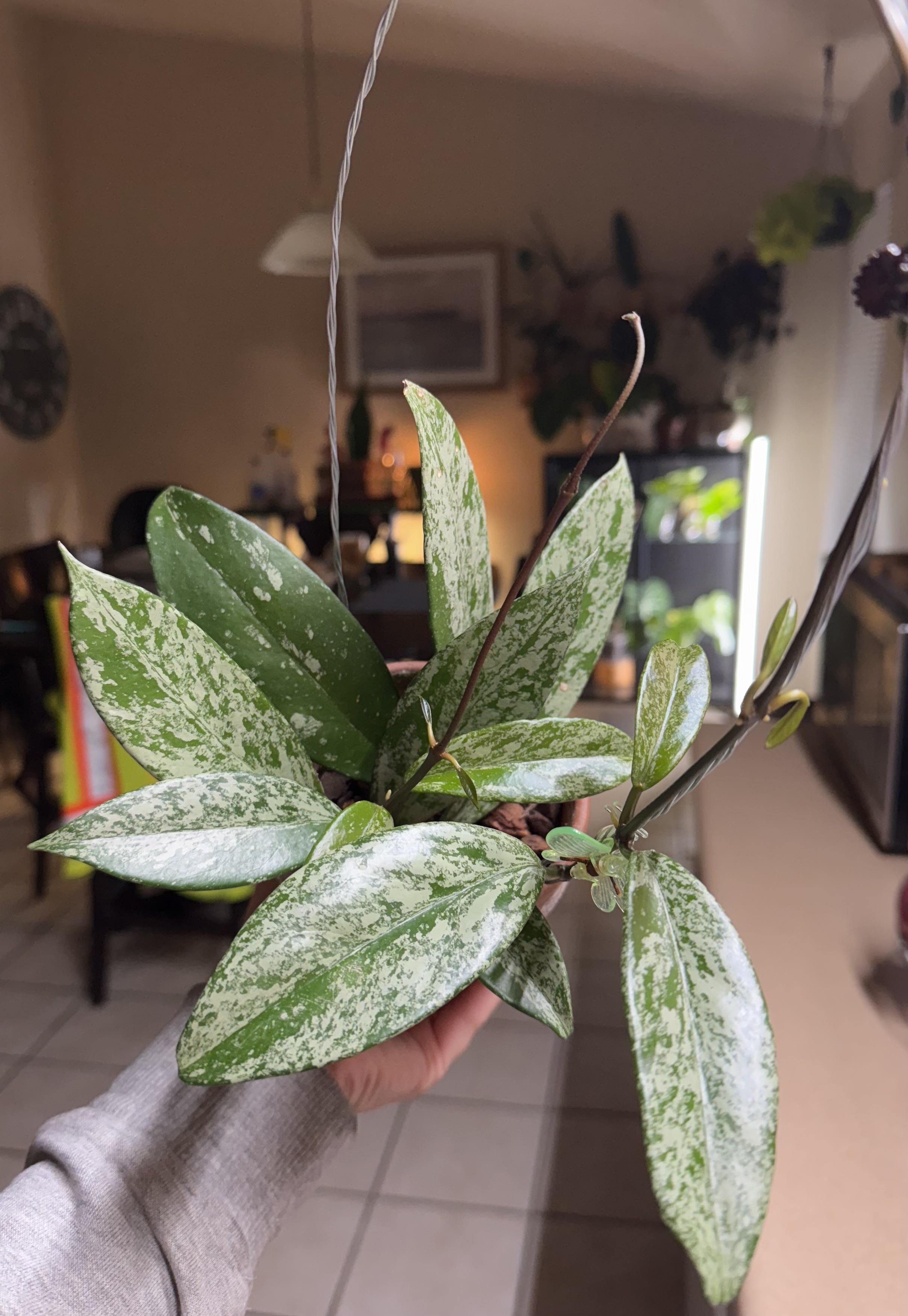 From a 4 leaf cutting | Scrolller