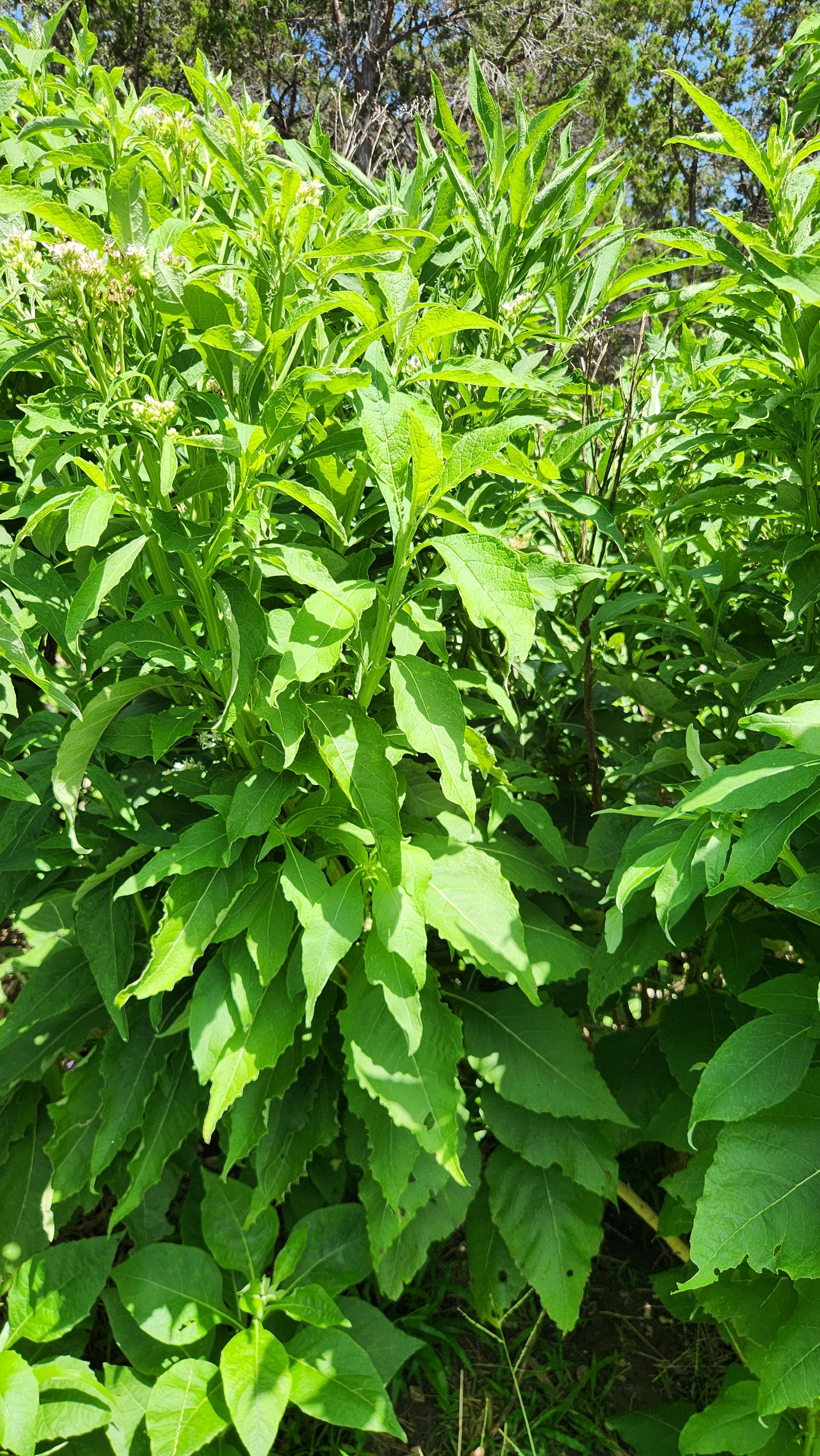 Help identify | Scrolller