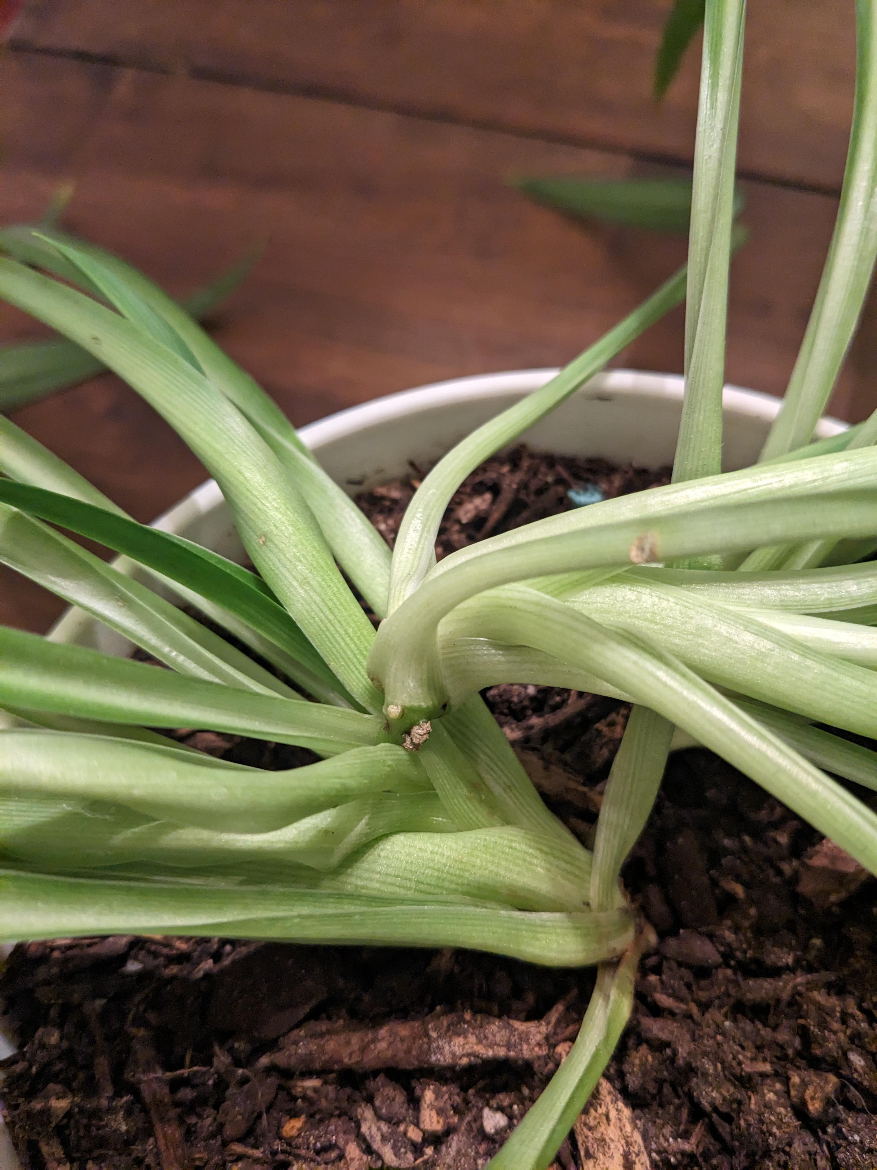 Is this a spider plant? | Scrolller