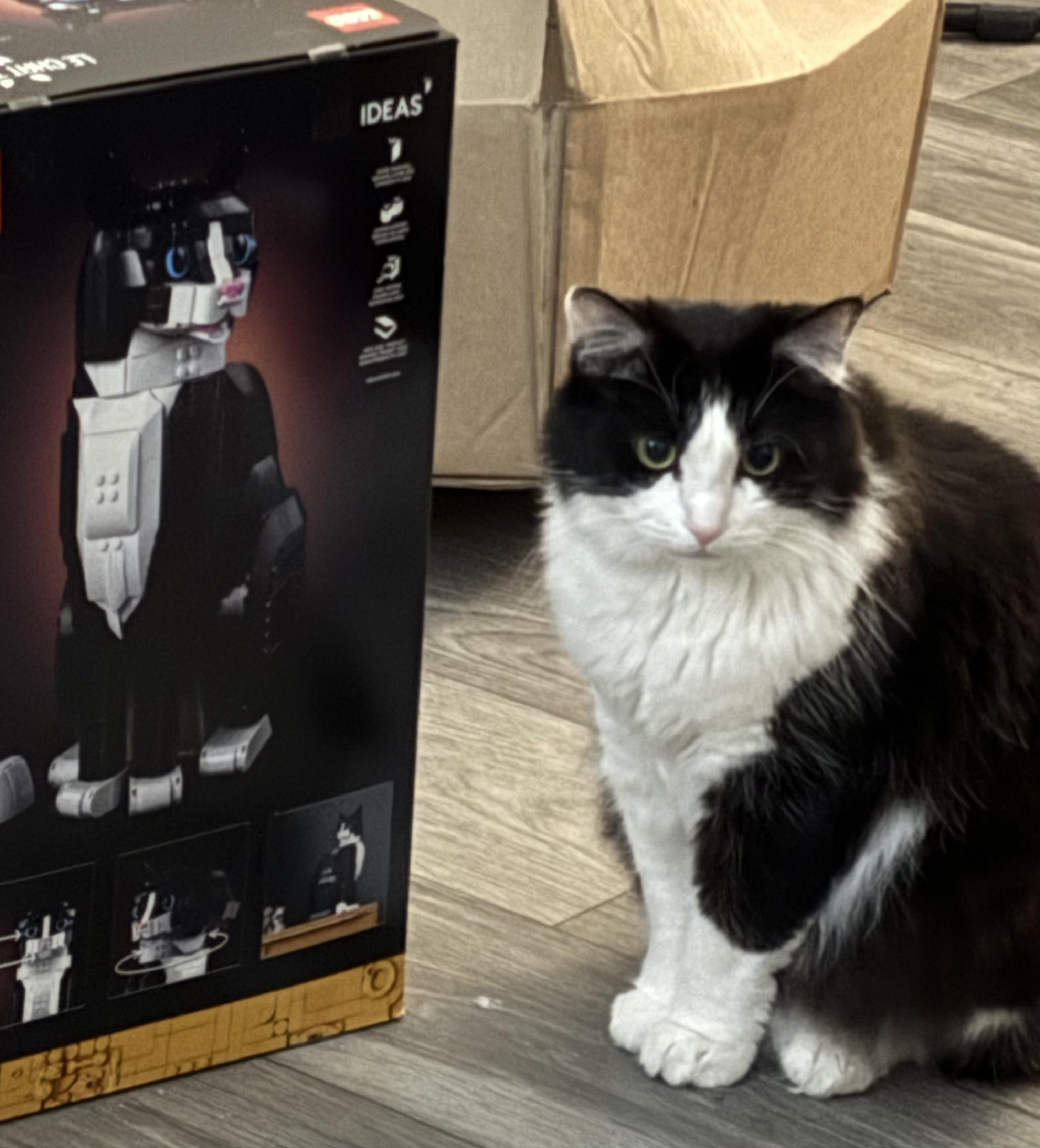 Discover more like TuxedoCats: Body shaming my big boy and Related Content | Scrolller