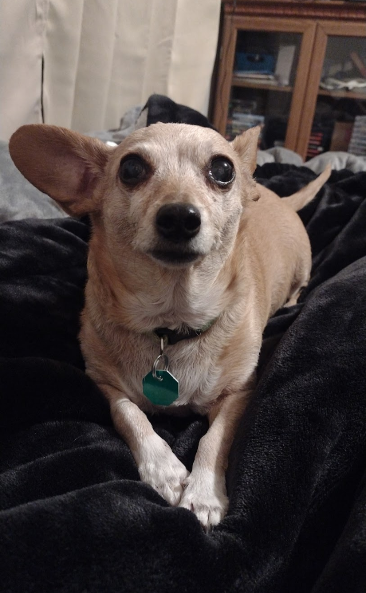 Happy 15th Birthday to Lola! | Scrolller