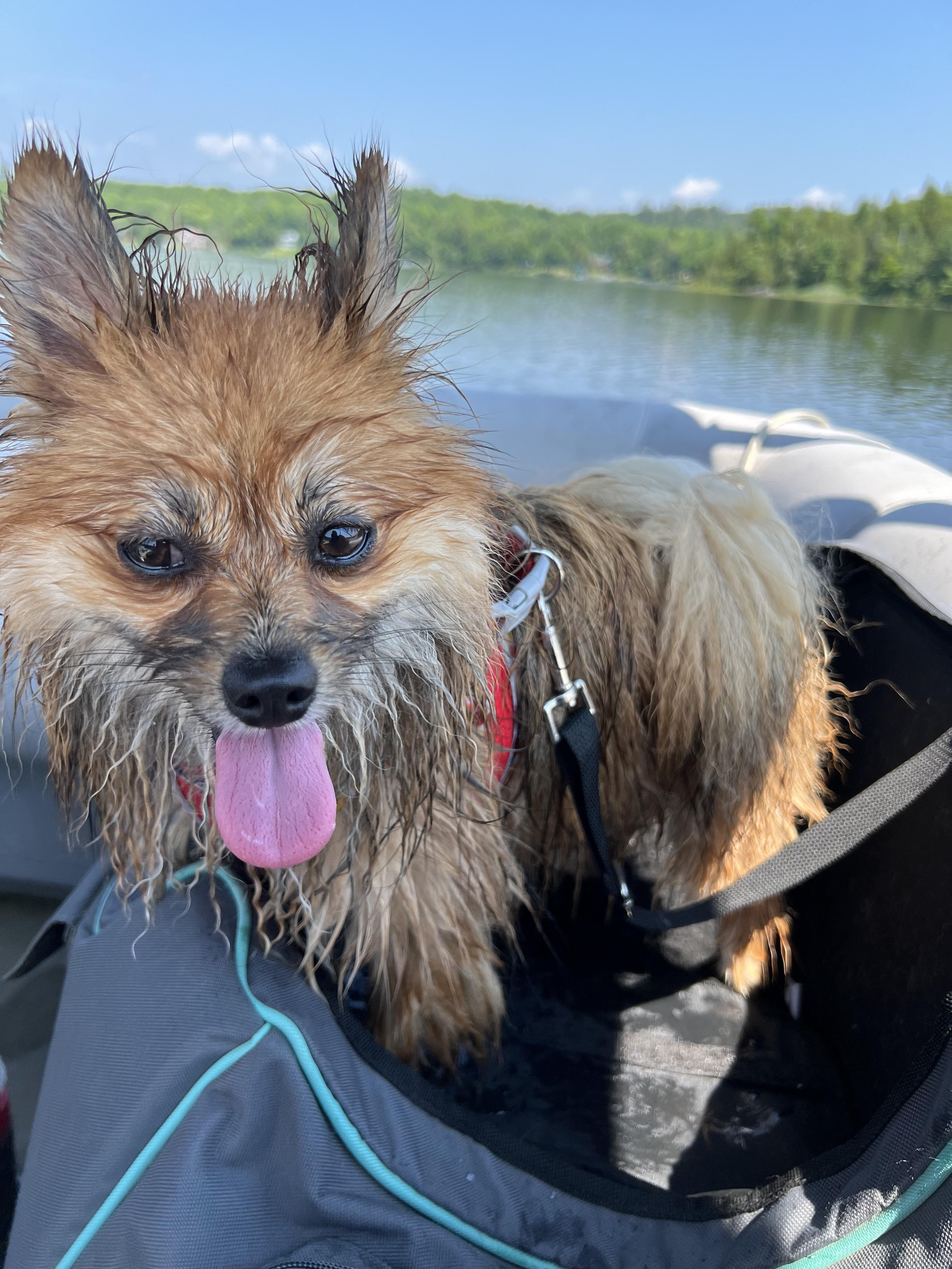 Lucy she is an avid sea pup | Scrolller