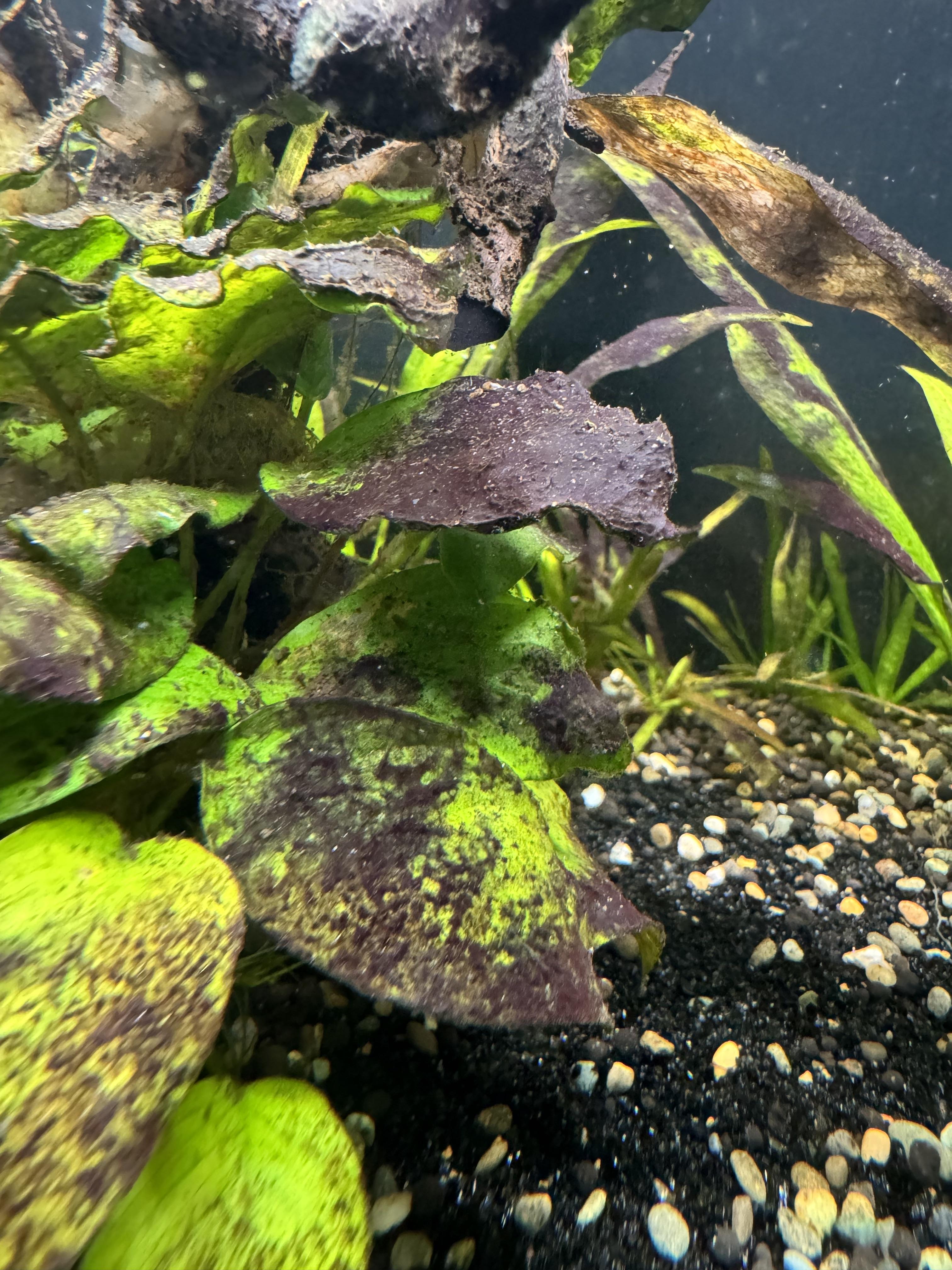 Anyone know what algae this is? | Scrolller