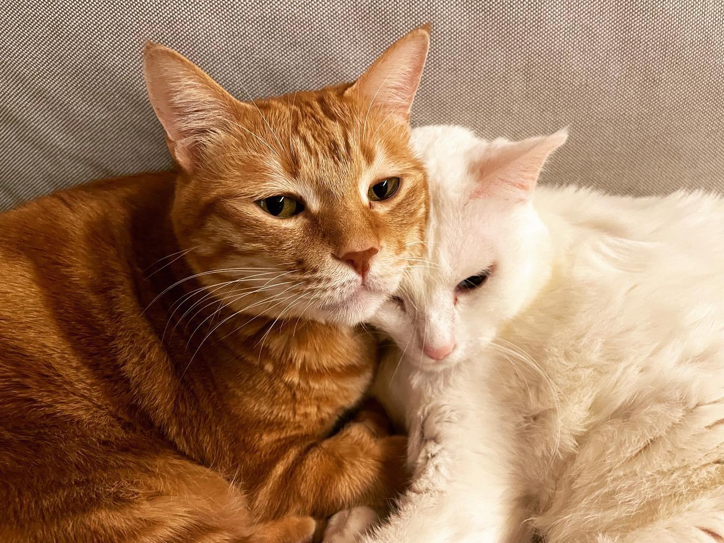 [OC] These two being cute and cuddly together | Scrolller