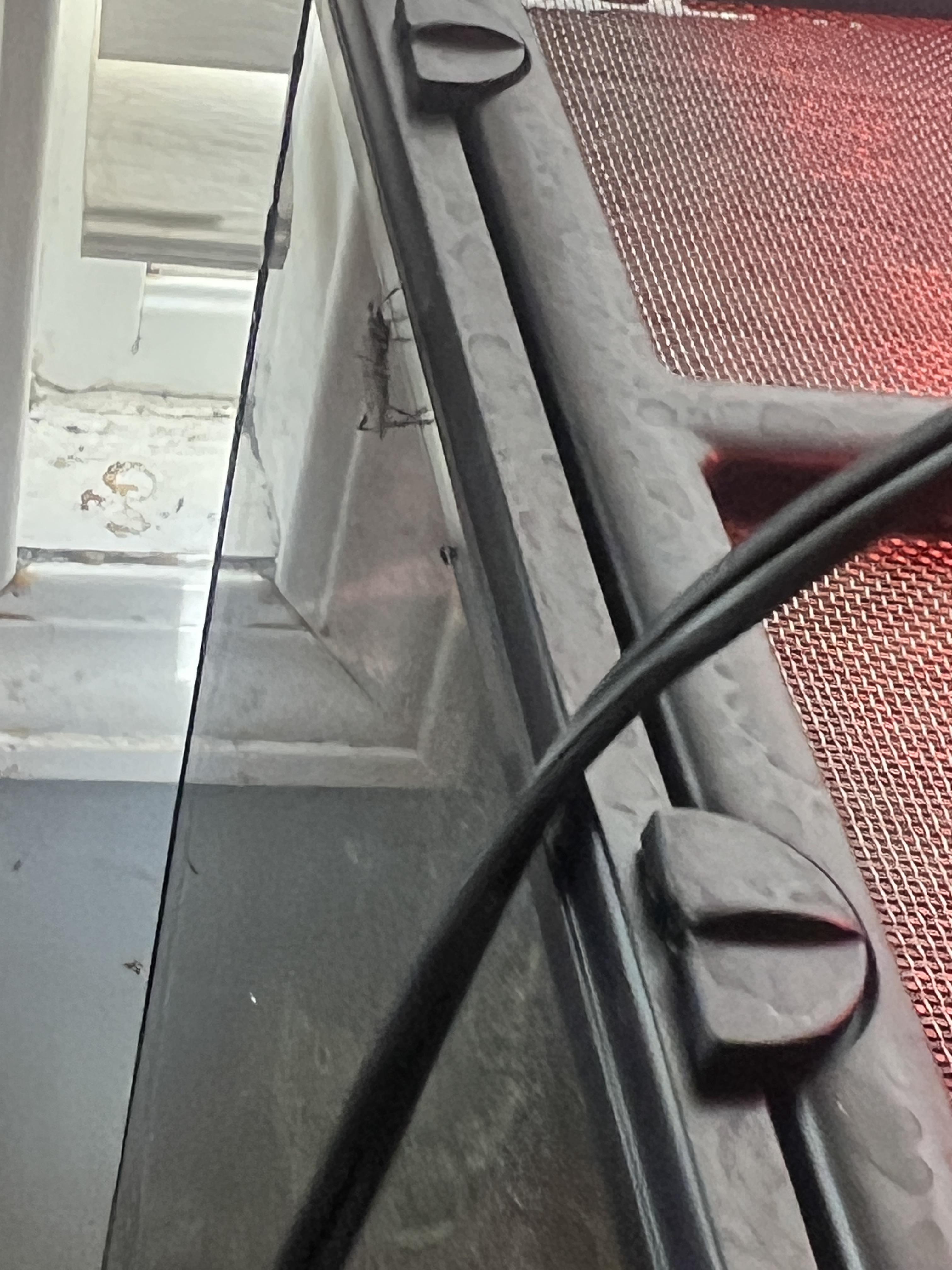 What is this Insect? | Scrolller