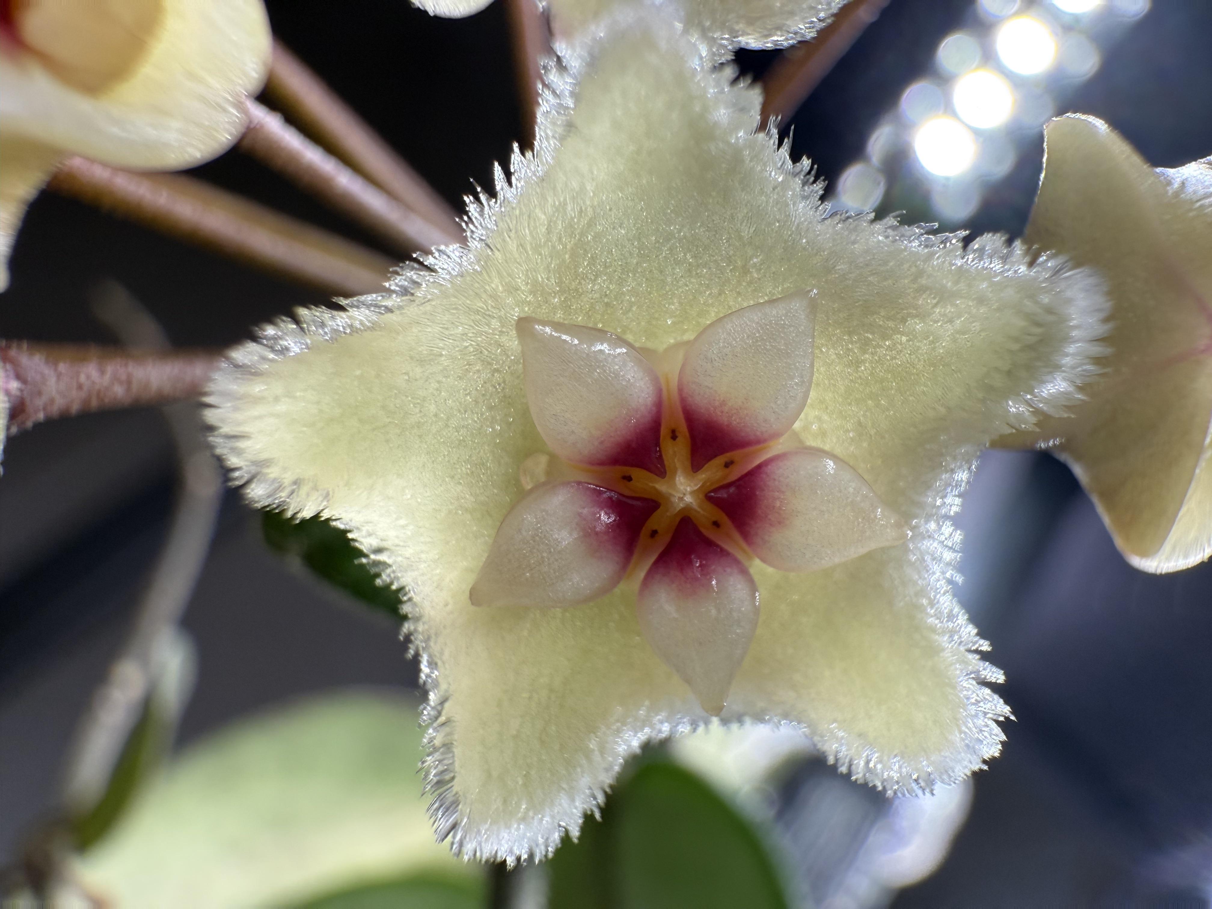 First blooms, ever, opened for the new year! | Scrolller