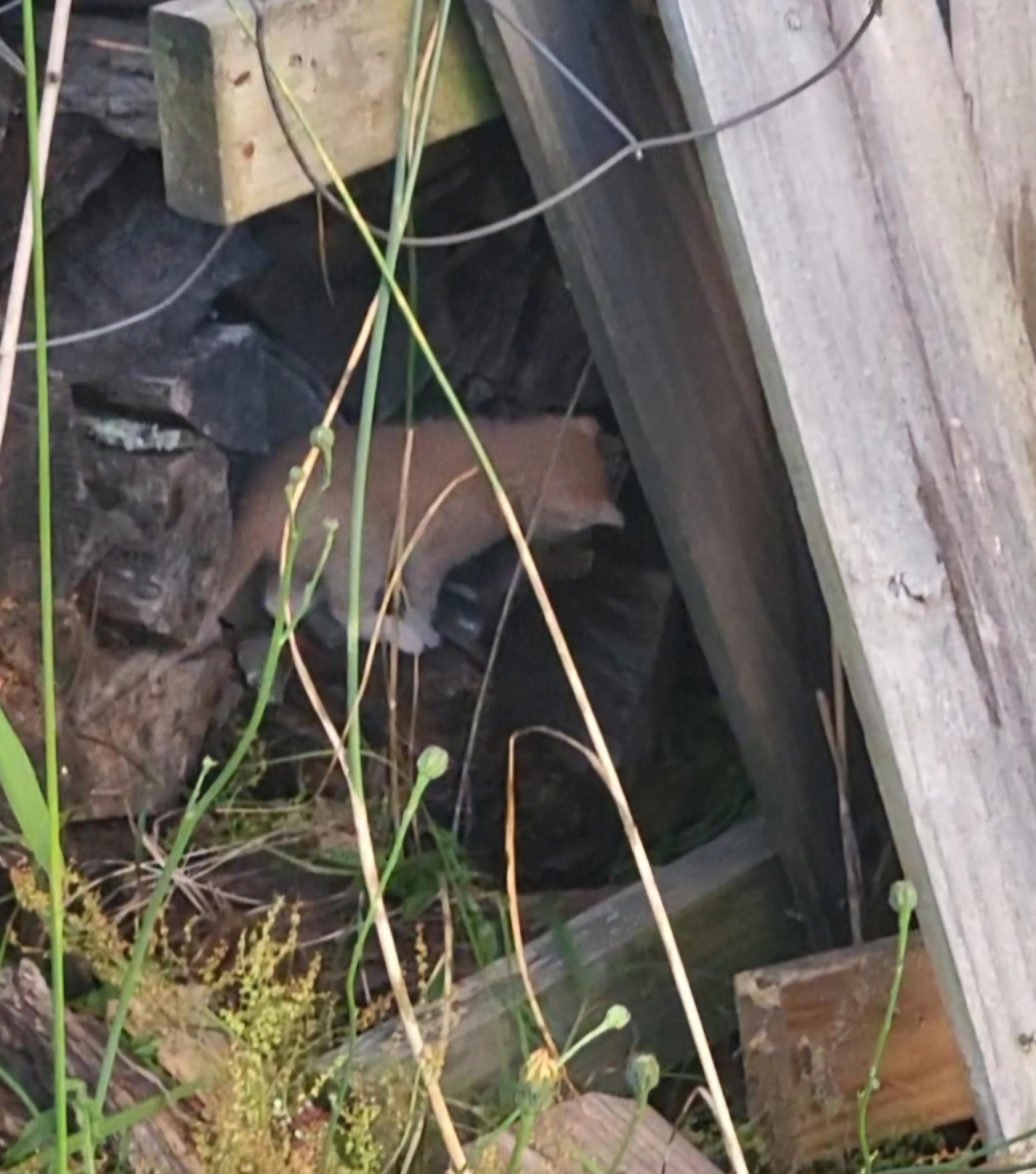 There are stray cats living in our backyard | Scrolller