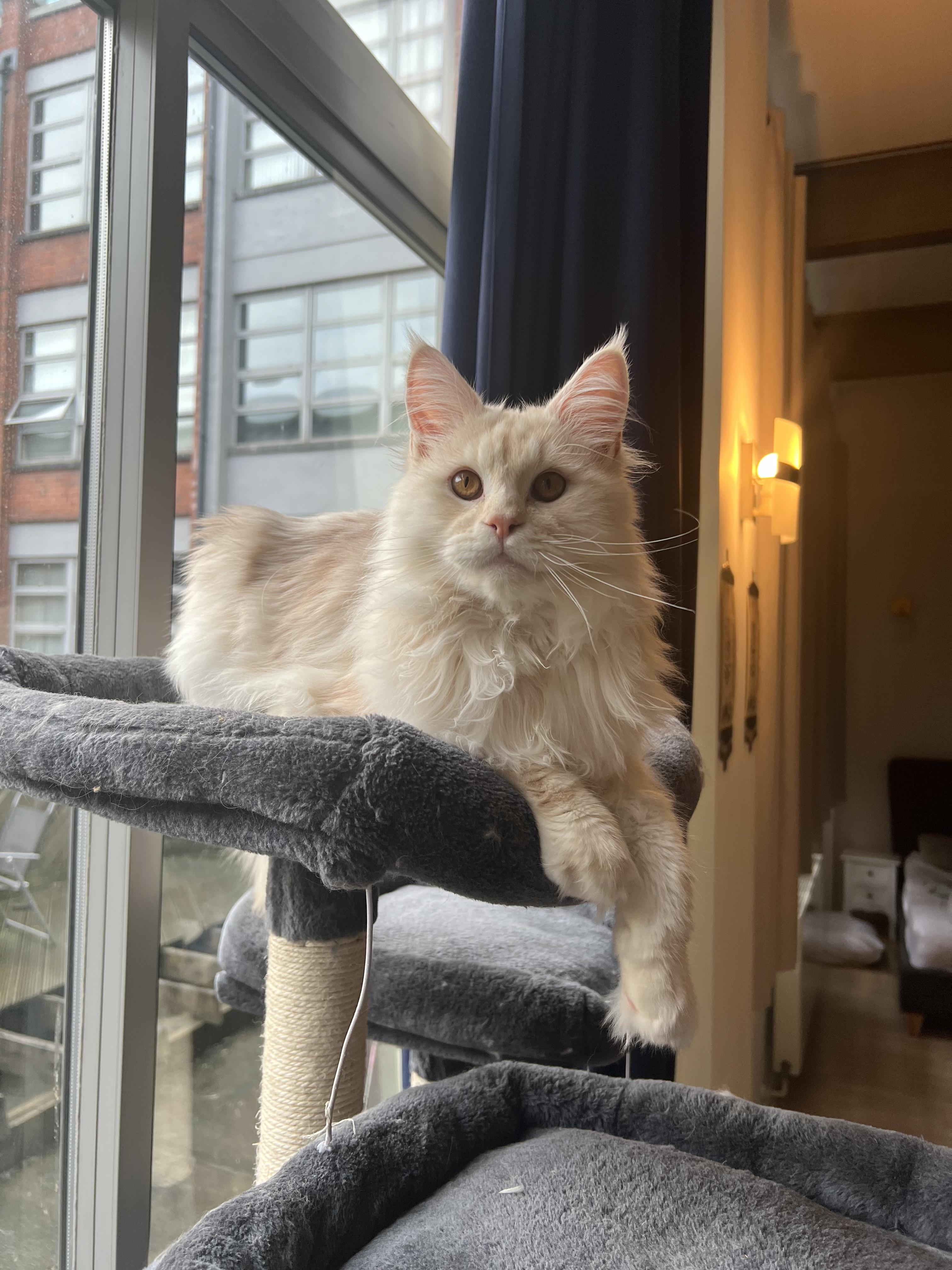 Yoshi and Mochi | Scrolller