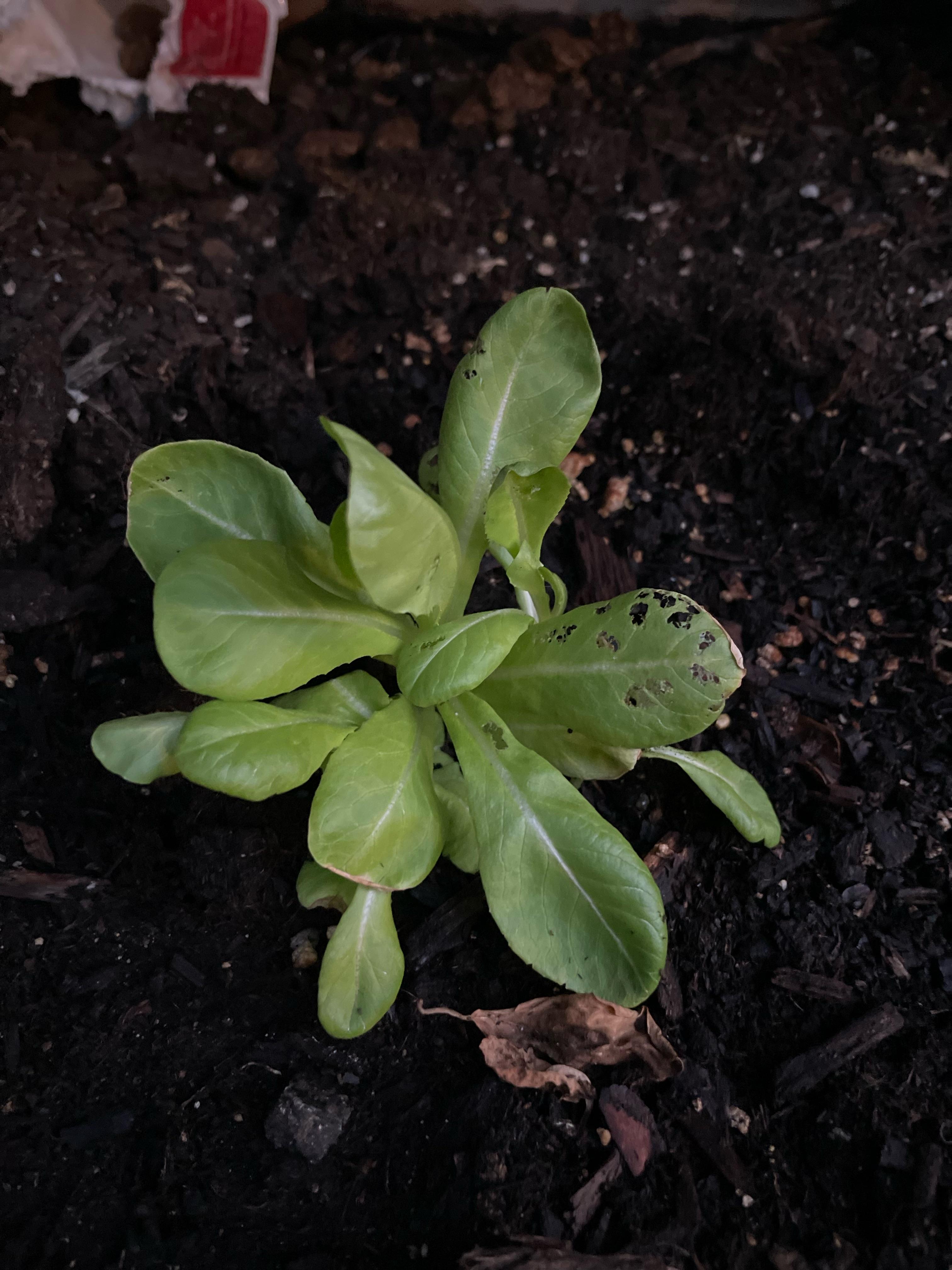 Insects? | Scrolller