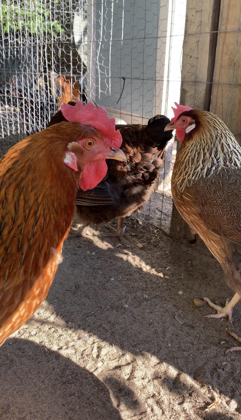 Why are my hens eyes slanted? | Scrolller