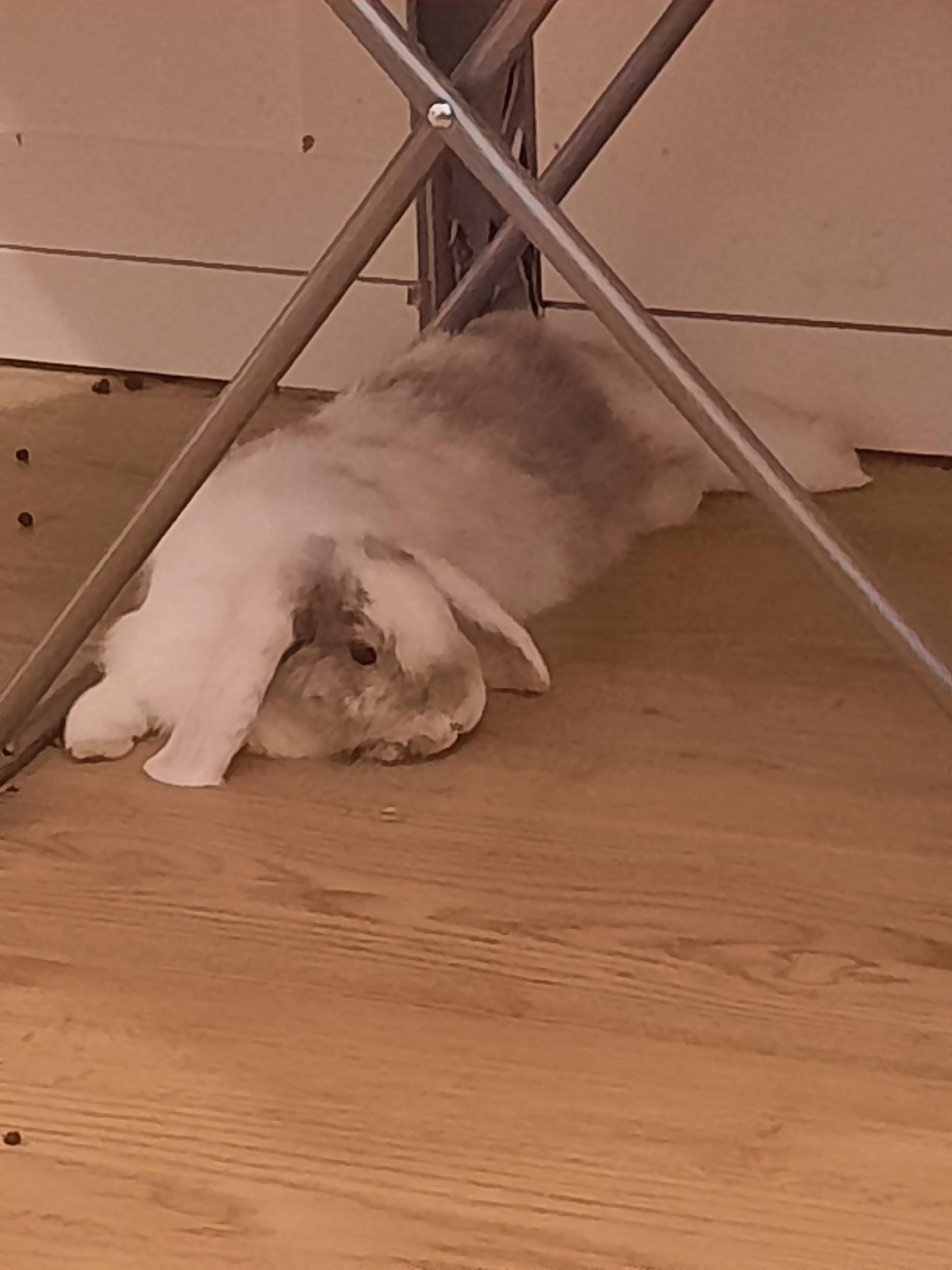 She's always chilling like this 🥺 (OC) | Scrolller