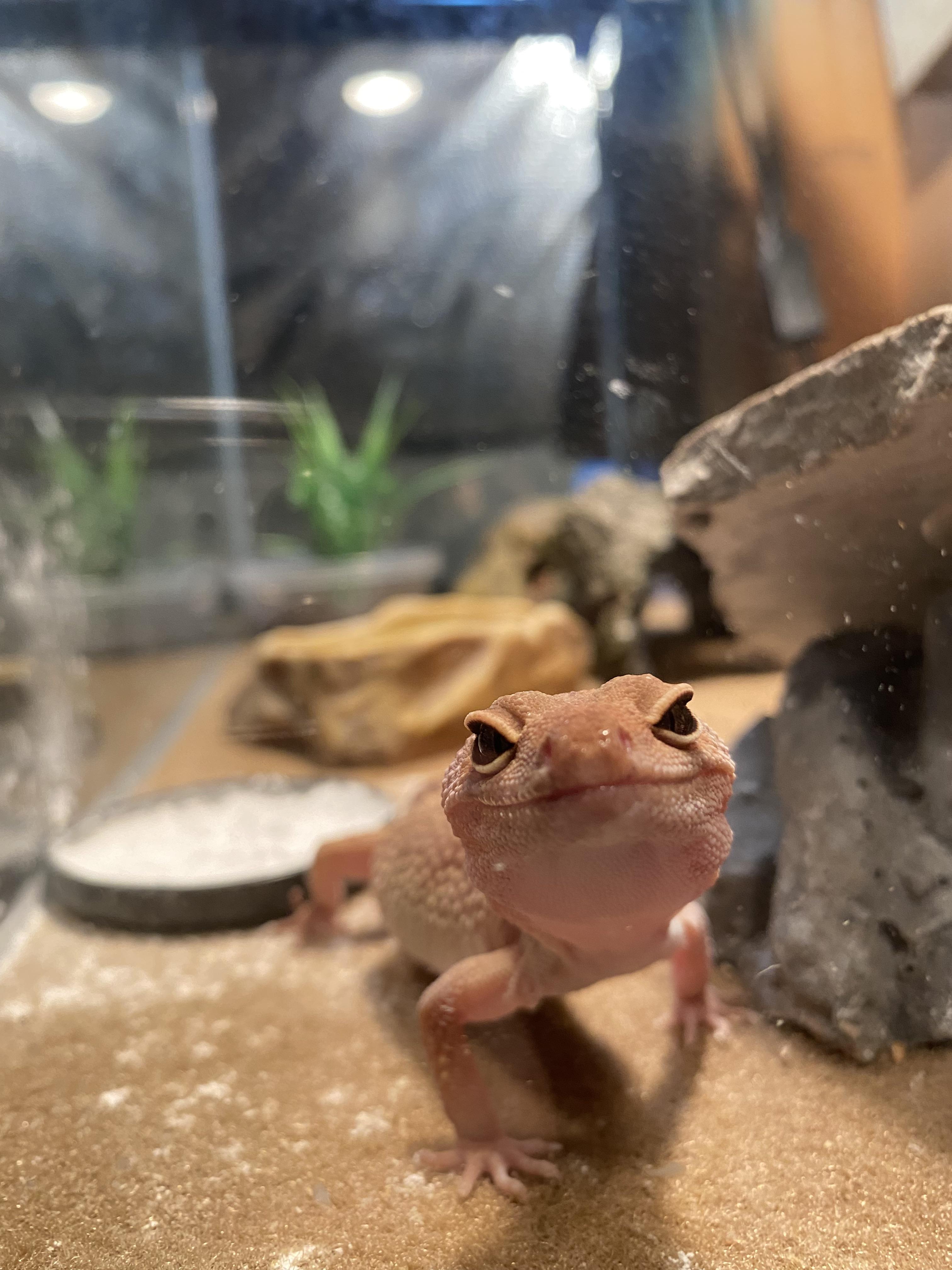 Toothless | Scrolller