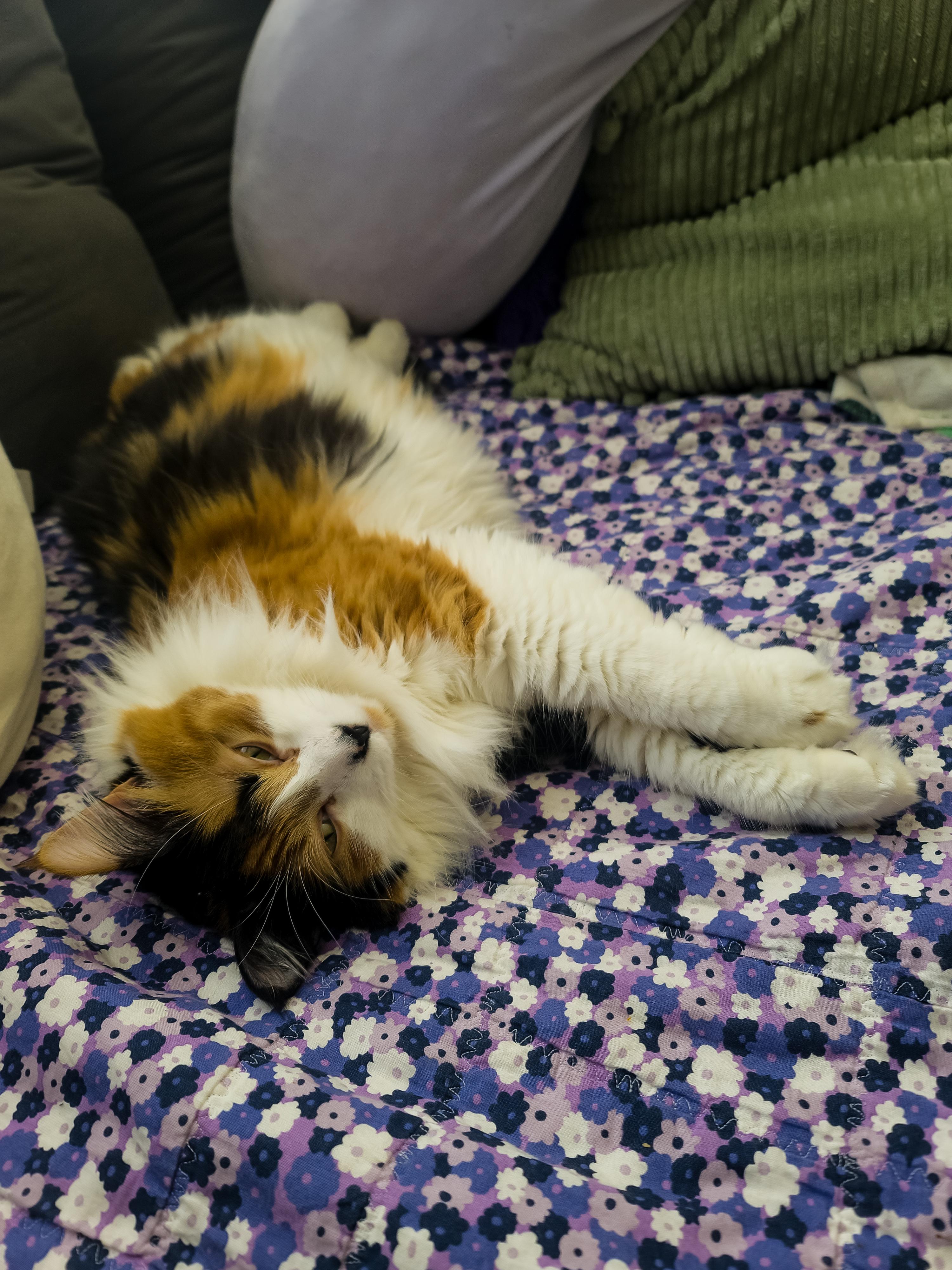 Taffy lounging | Scrolller