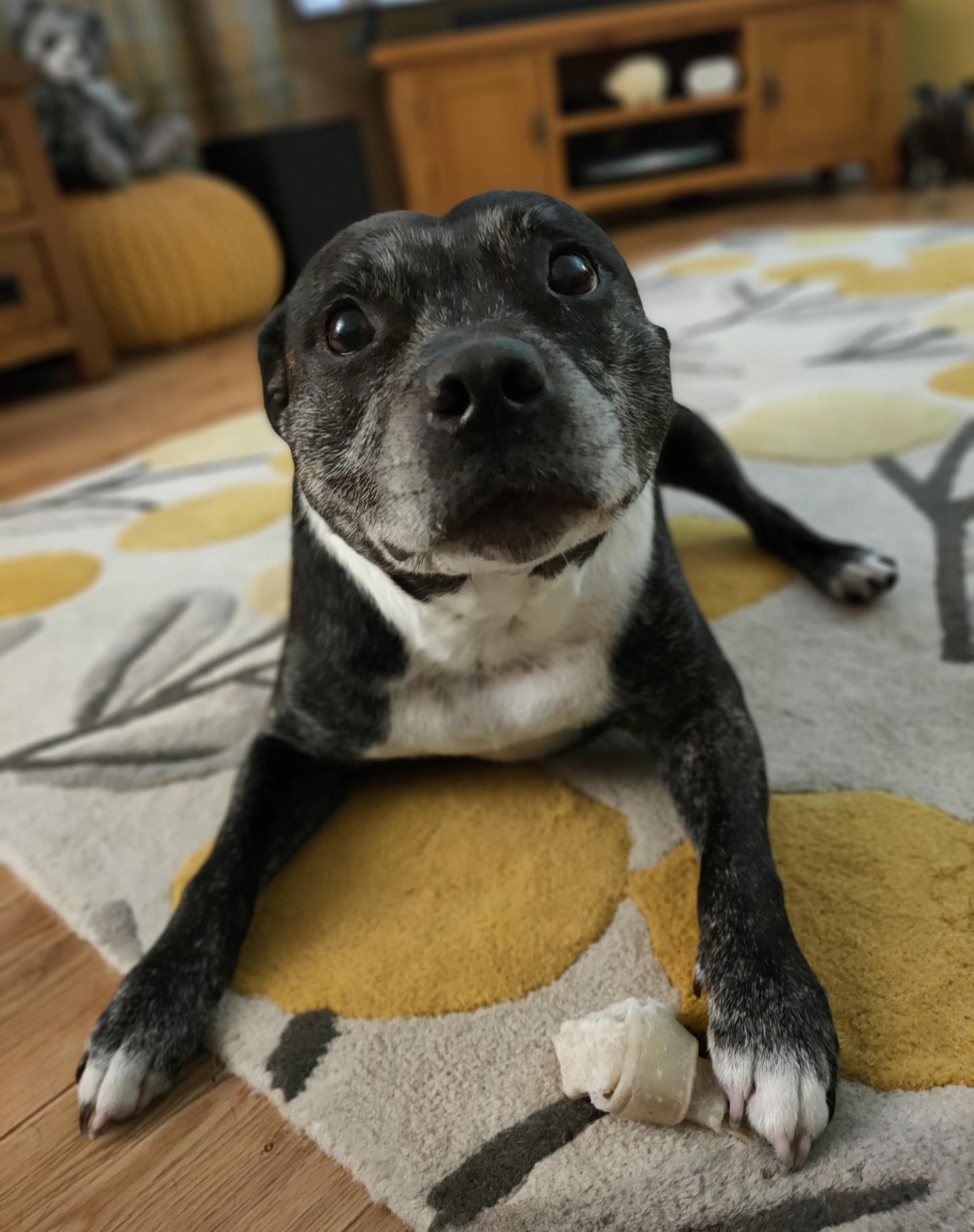 Discover more like Dogpictures: Heaven gained the goodest boy and Related Content | Scrolller