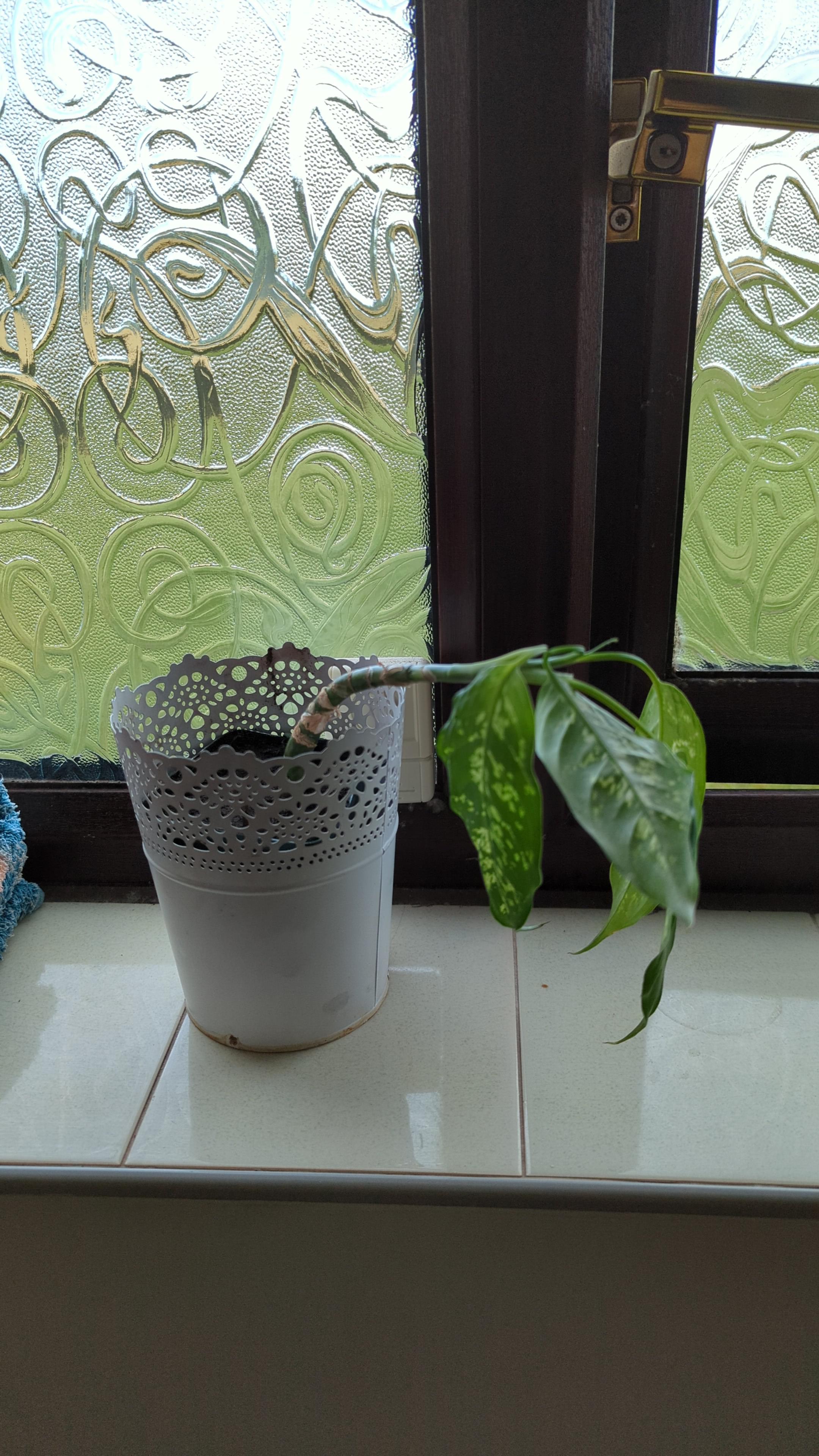 What is this plant? | Scrolller