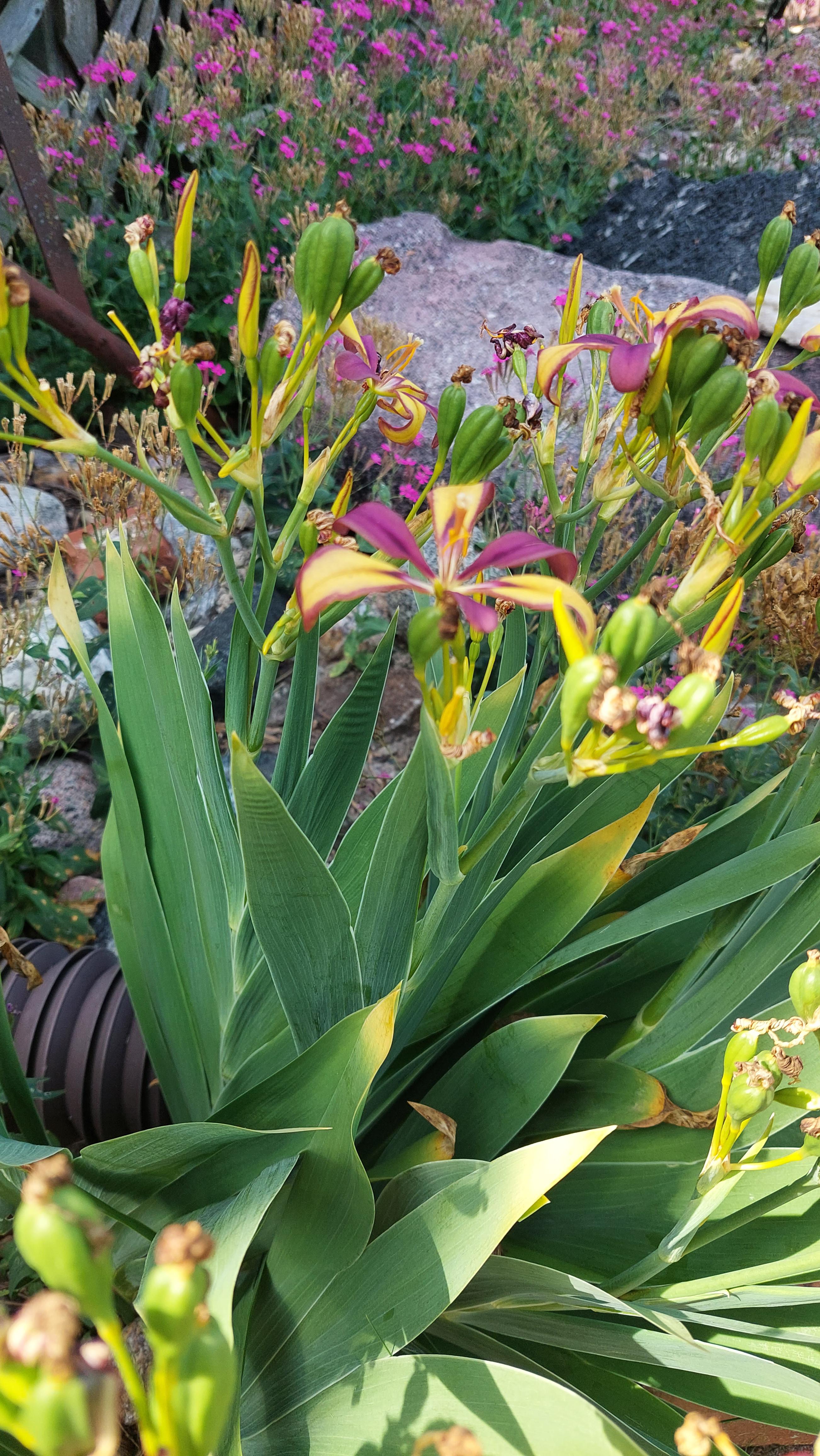 Help identifying please? | Scrolller