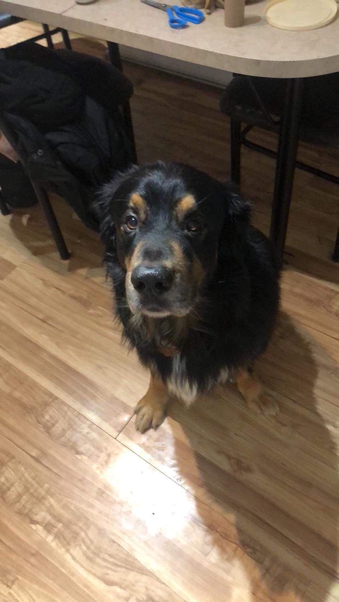 Bernese Rottie | Scrolller