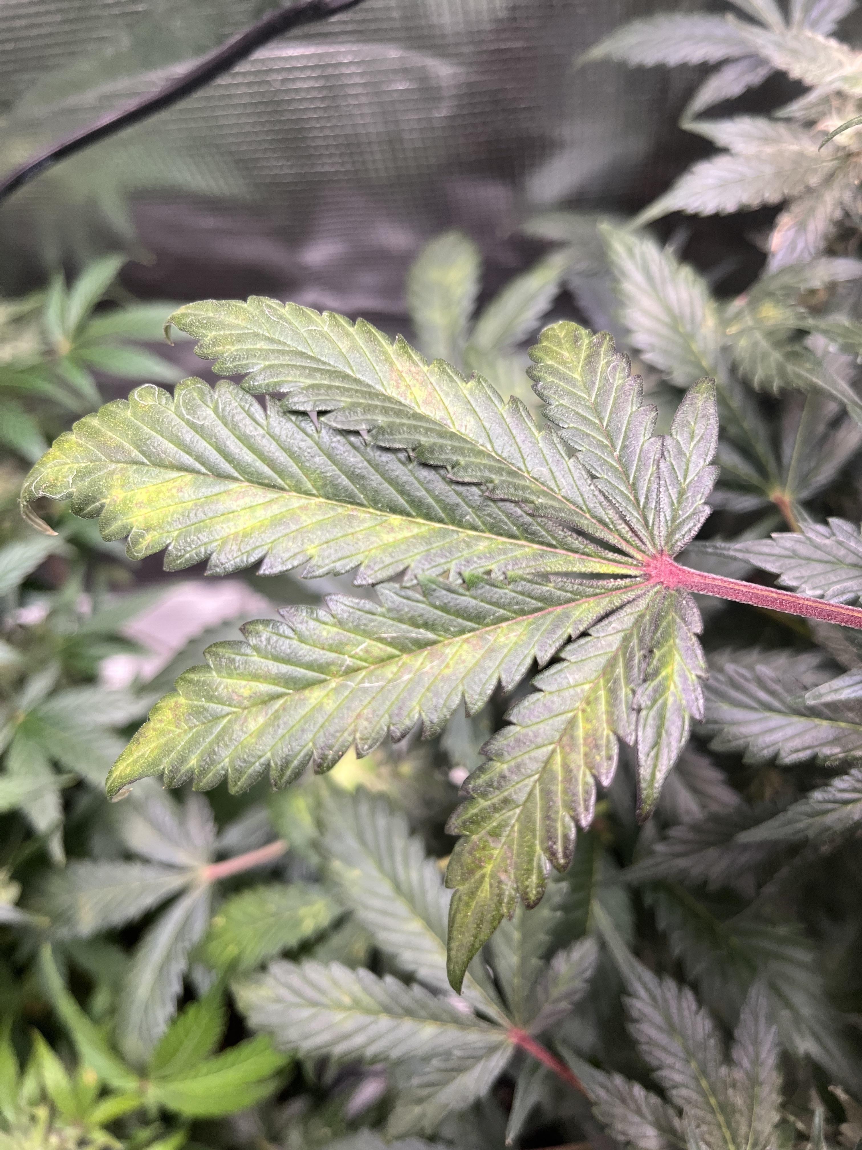 Yellowing/rusty leaves - anyone know where I am going wrong? | Scrolller