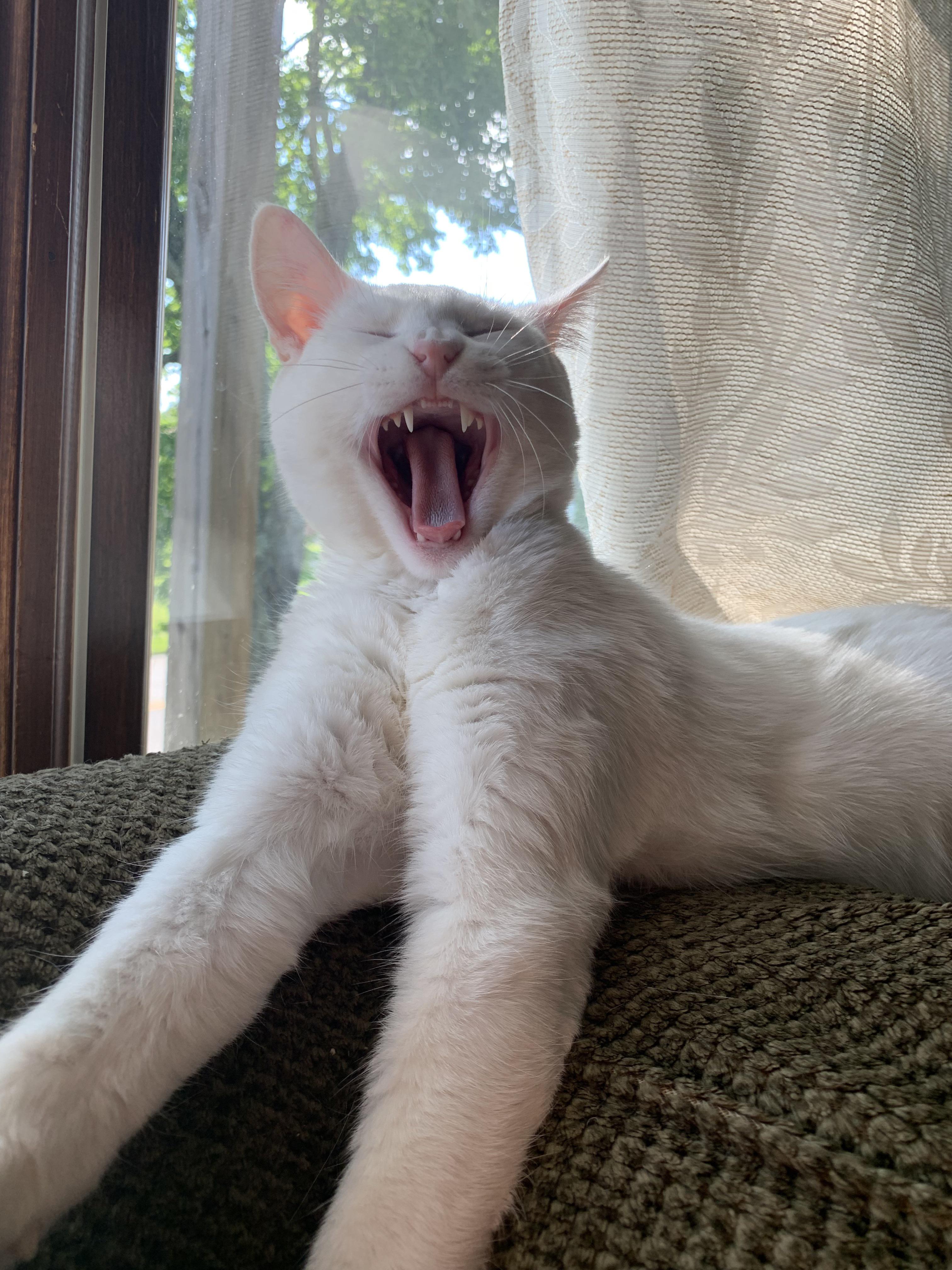 The stages of yawn | Scrolller