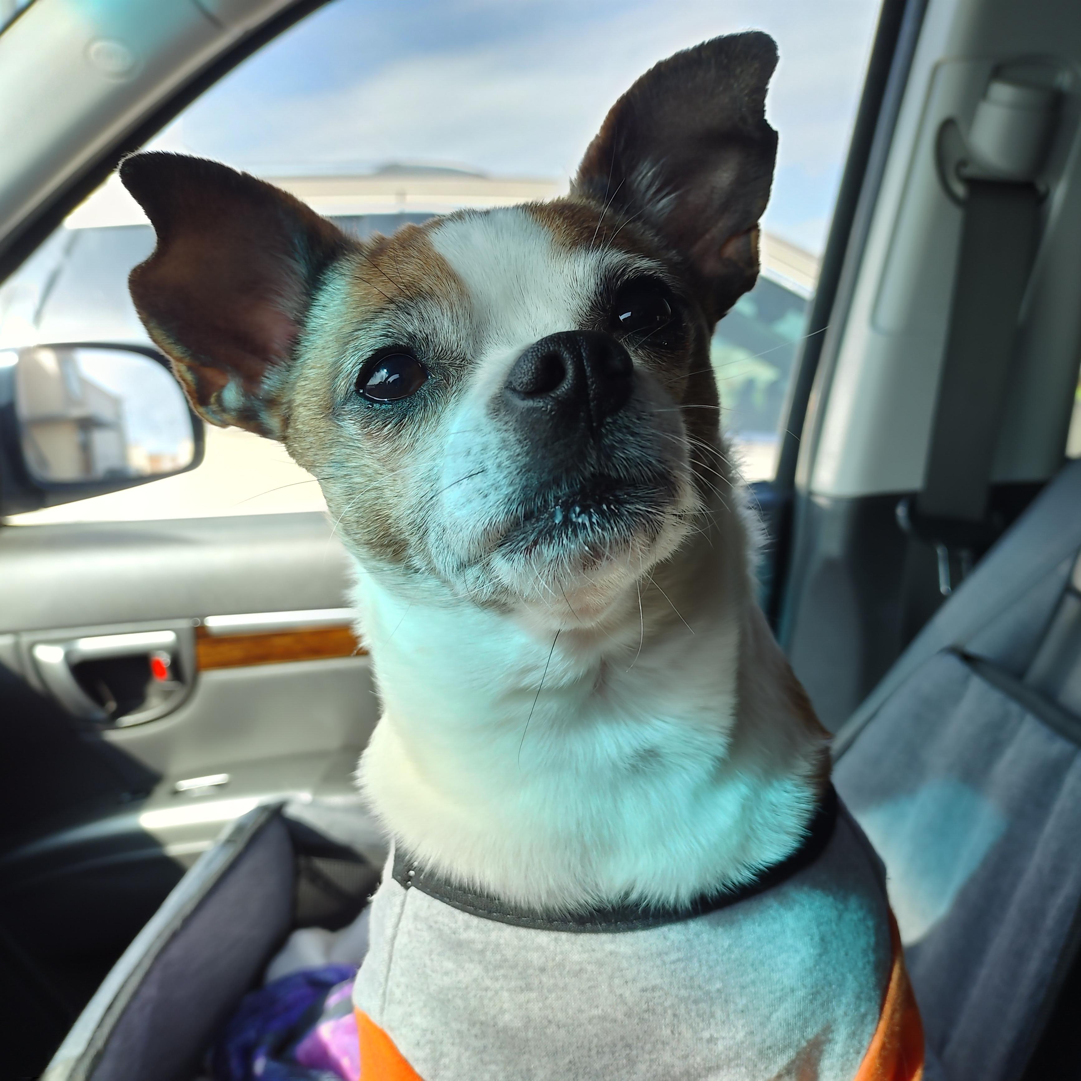 Select scenes from "Getting Pup-Cups: A Story of Splendid Flavor and Barking at the Window ...