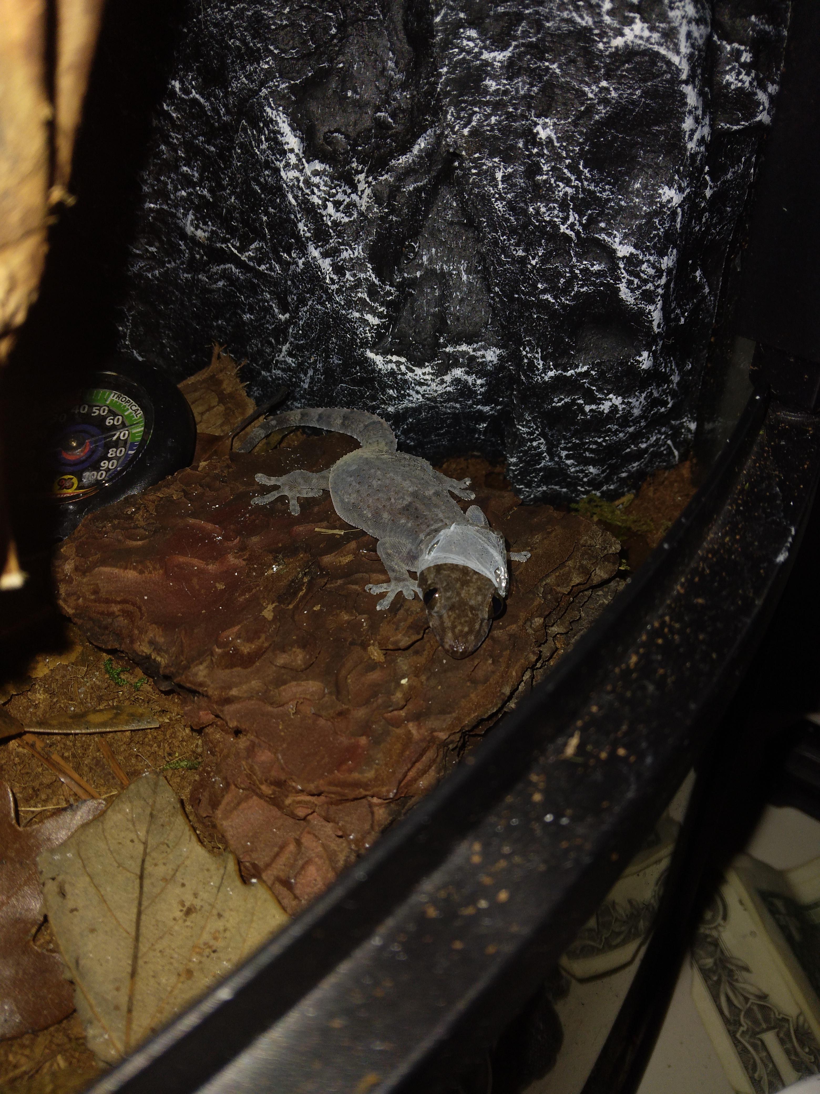 Gecko onsie! | Scrolller